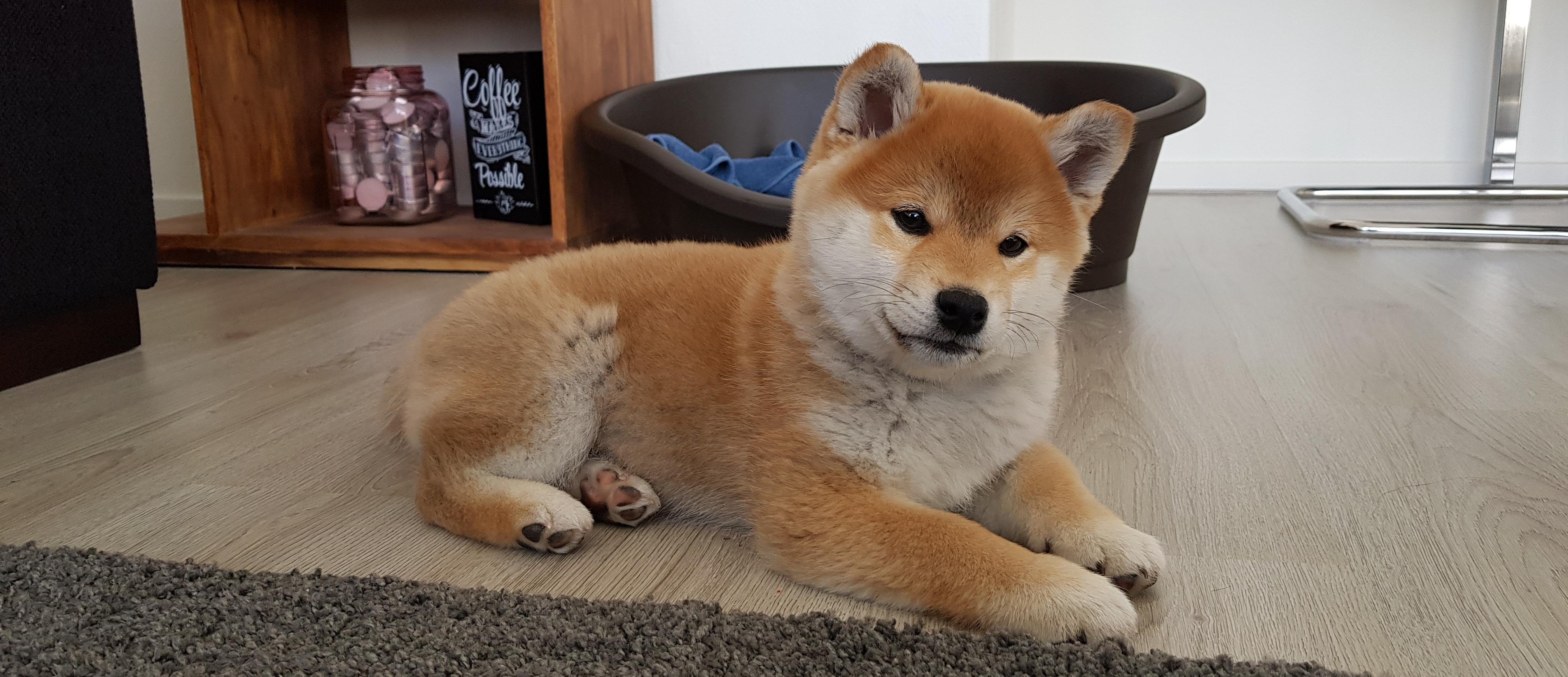 Meet Maple, our 11 week old Shiba Inu | Scrolller