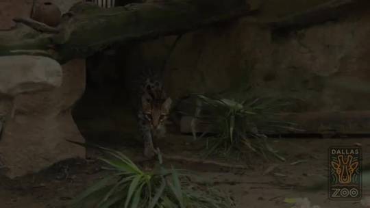 Discover more like Babybigcatgifs: Meet Mateo the baby Ocelot and Related Content | Scrolller