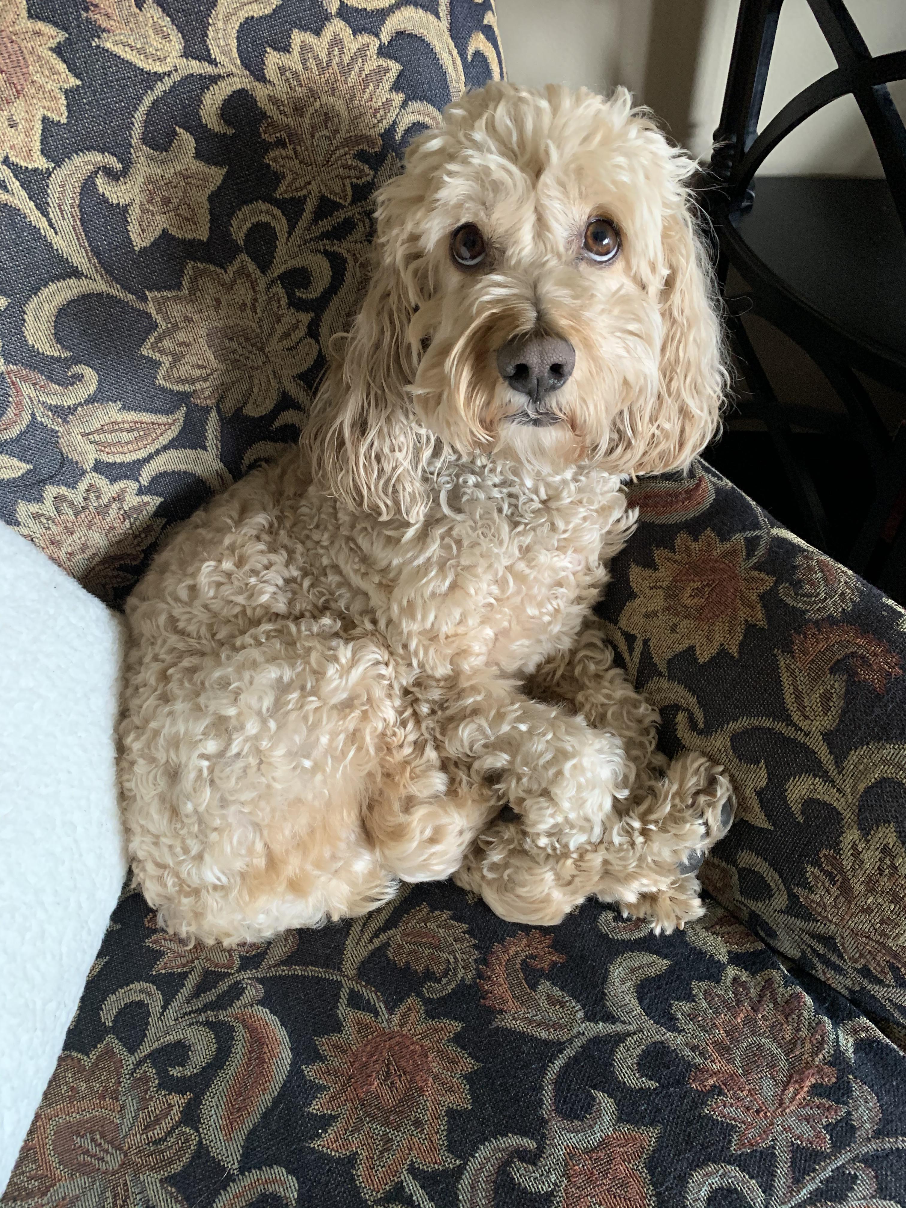 Meet Max; he always sits like this | Scrolller