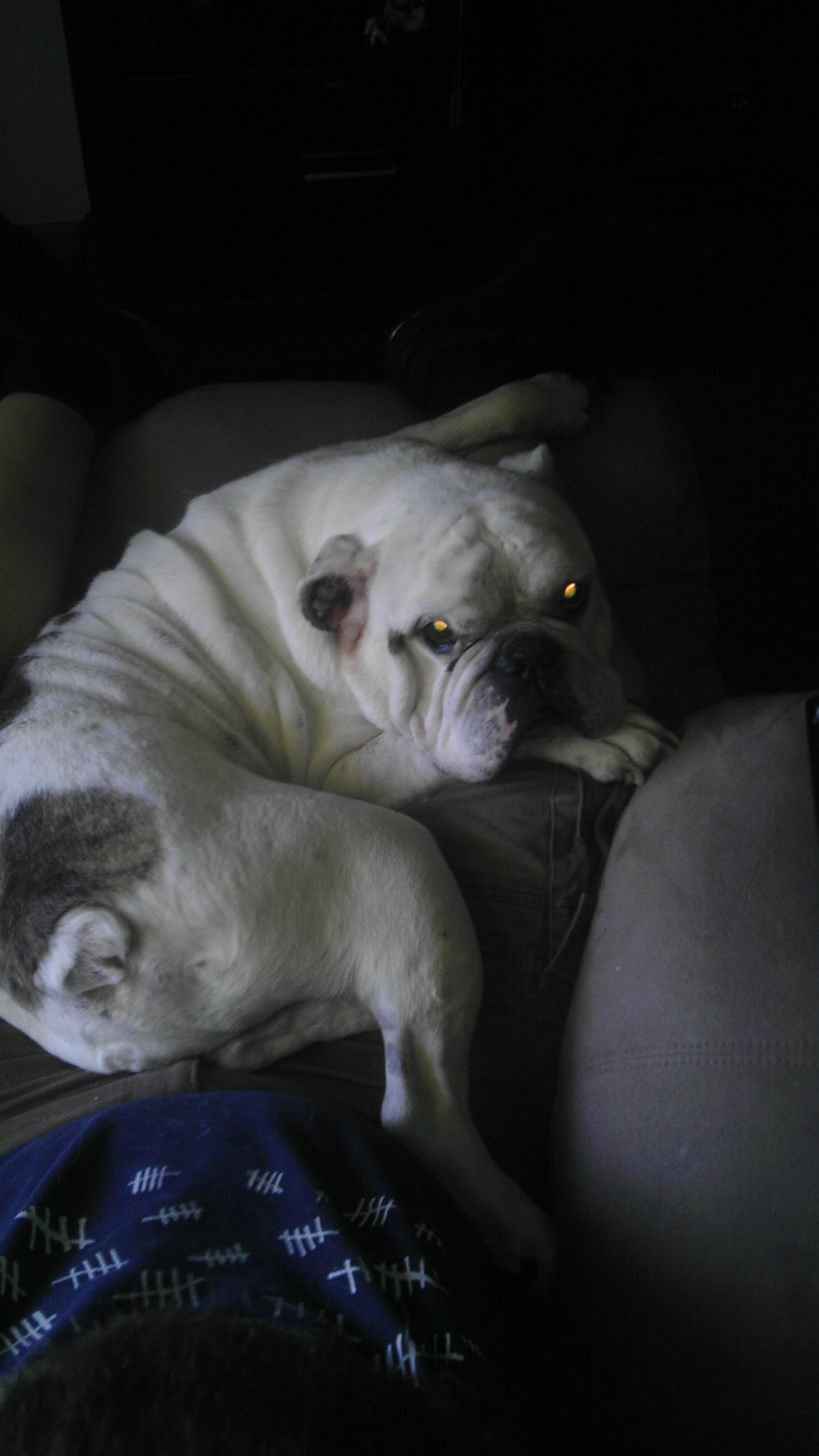 Meet Max...the 65lbs lap dog... | Scrolller