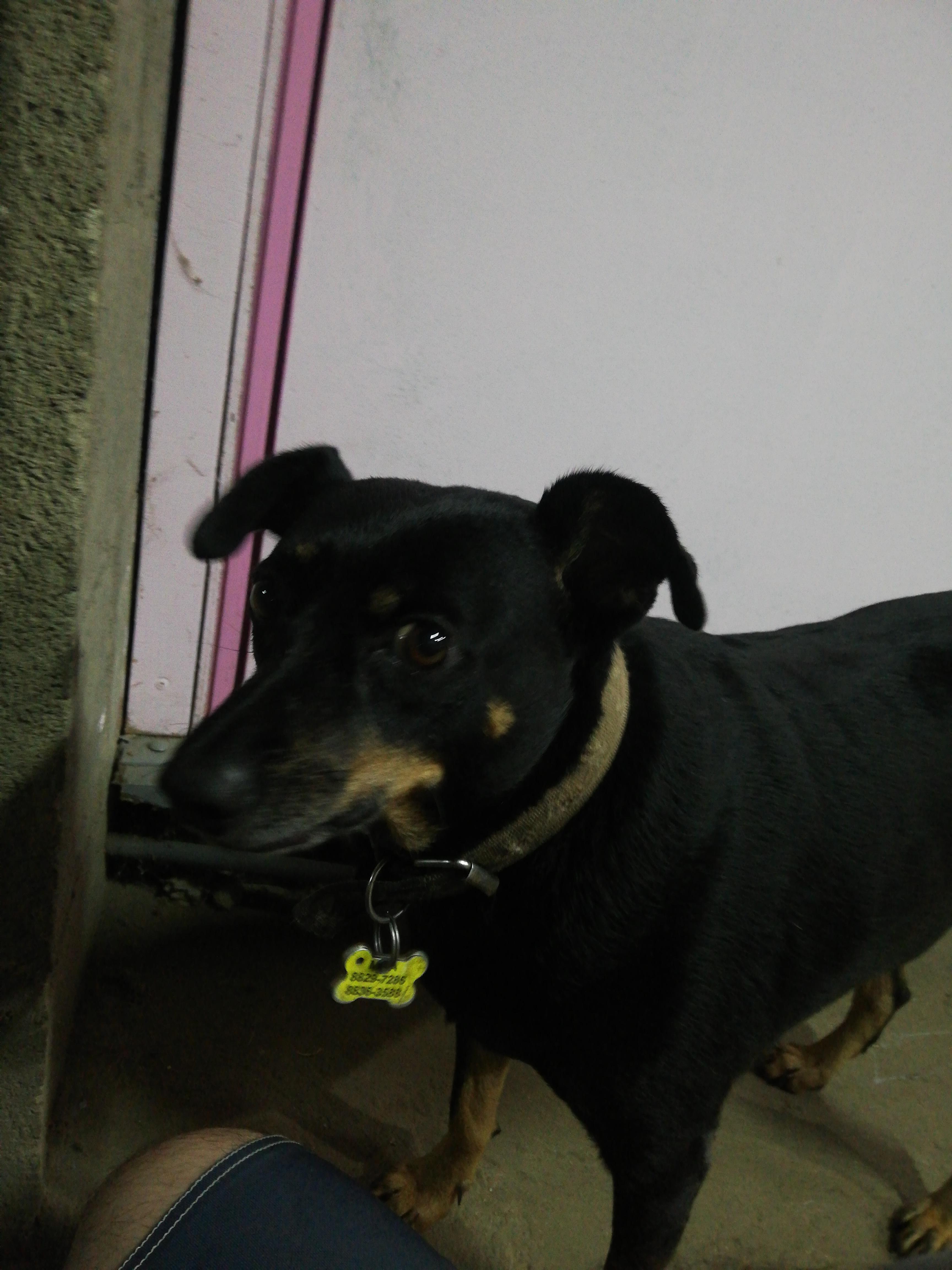 Meet Mila | Scrolller