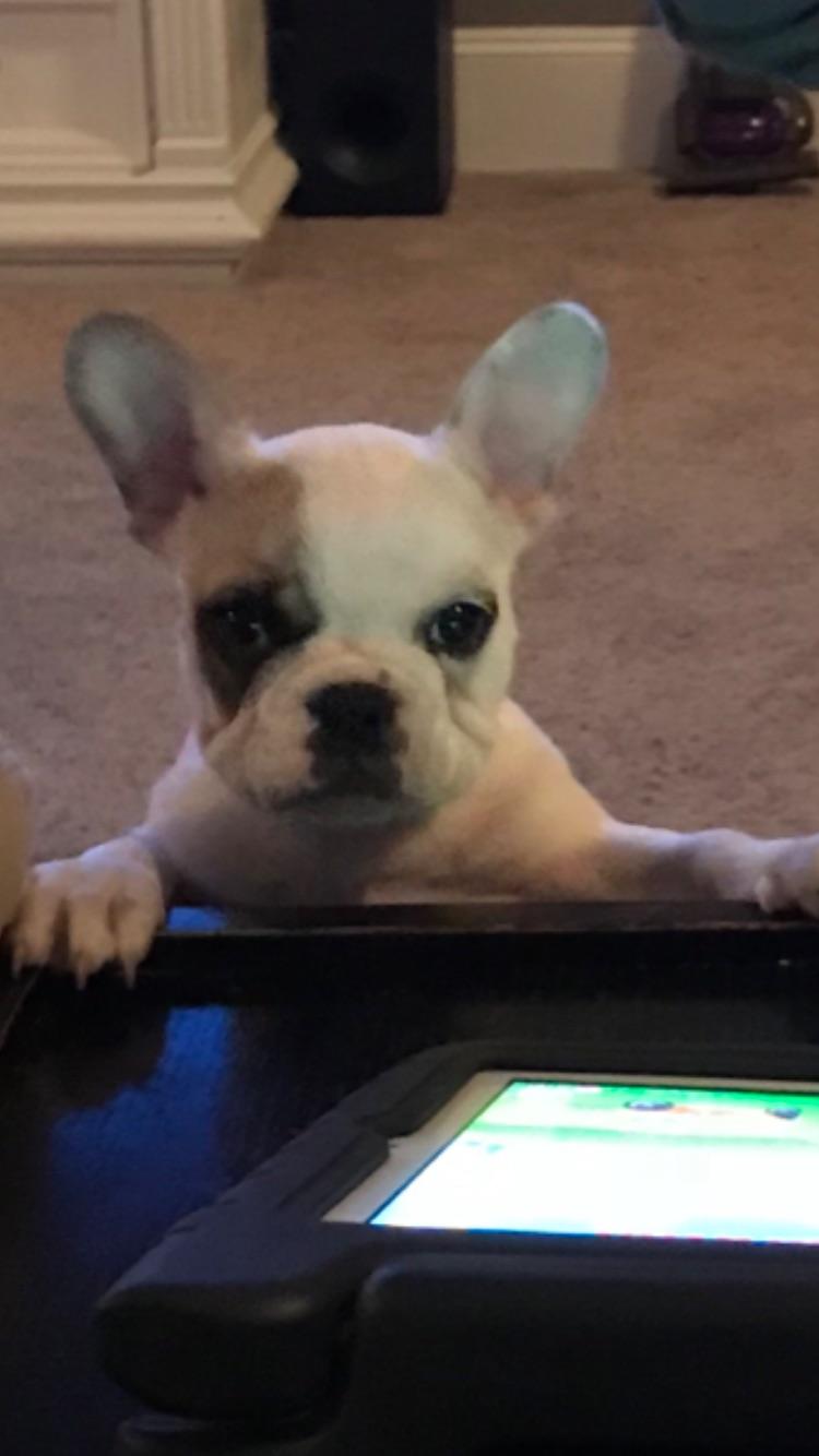 Meet Minkus the Frenchie | Scrolller