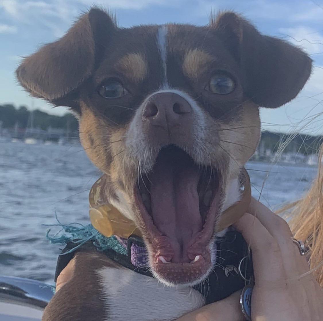 Meet Moose the ChiWeenie! | Scrolller