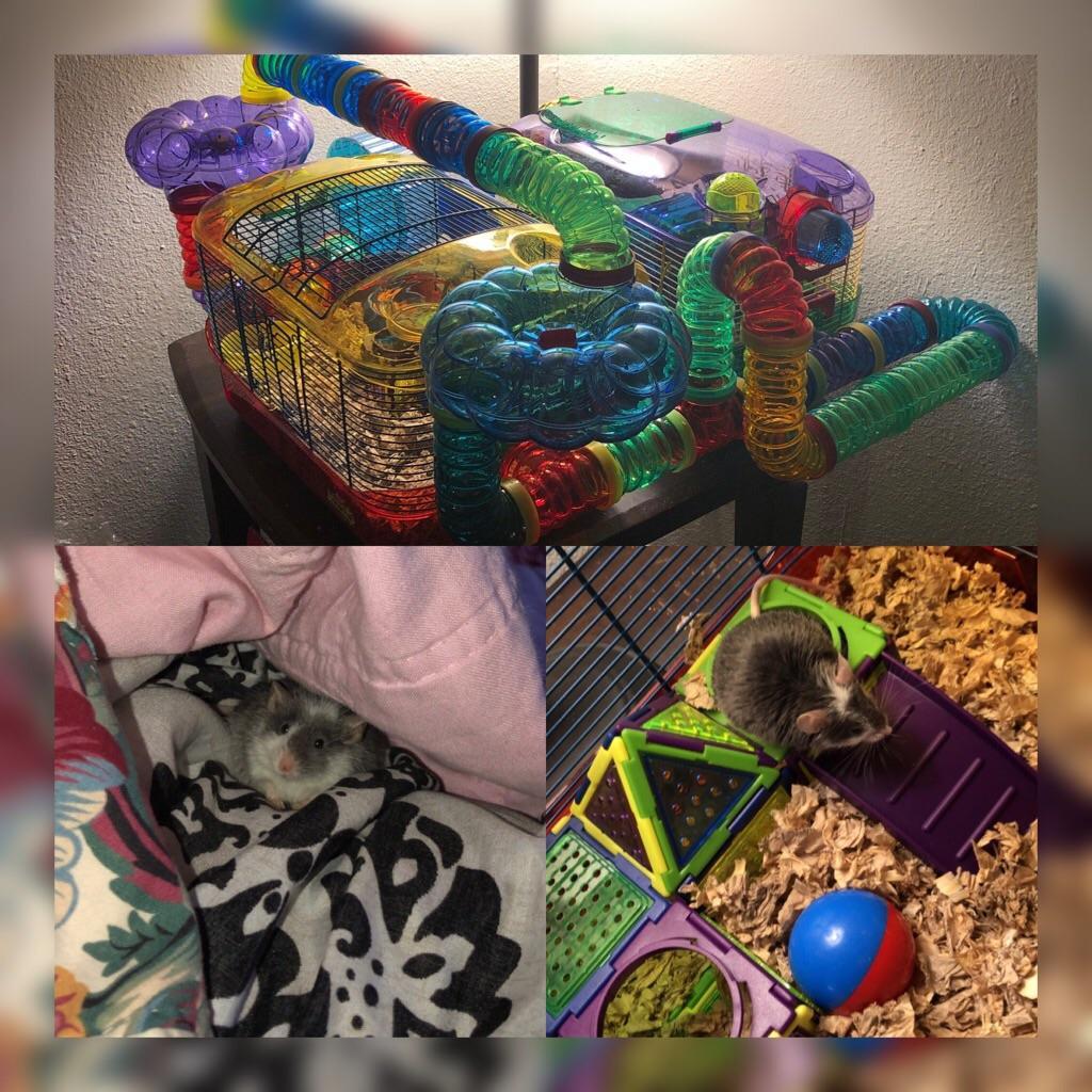 Meet Mr. GusGus! | Scrolller