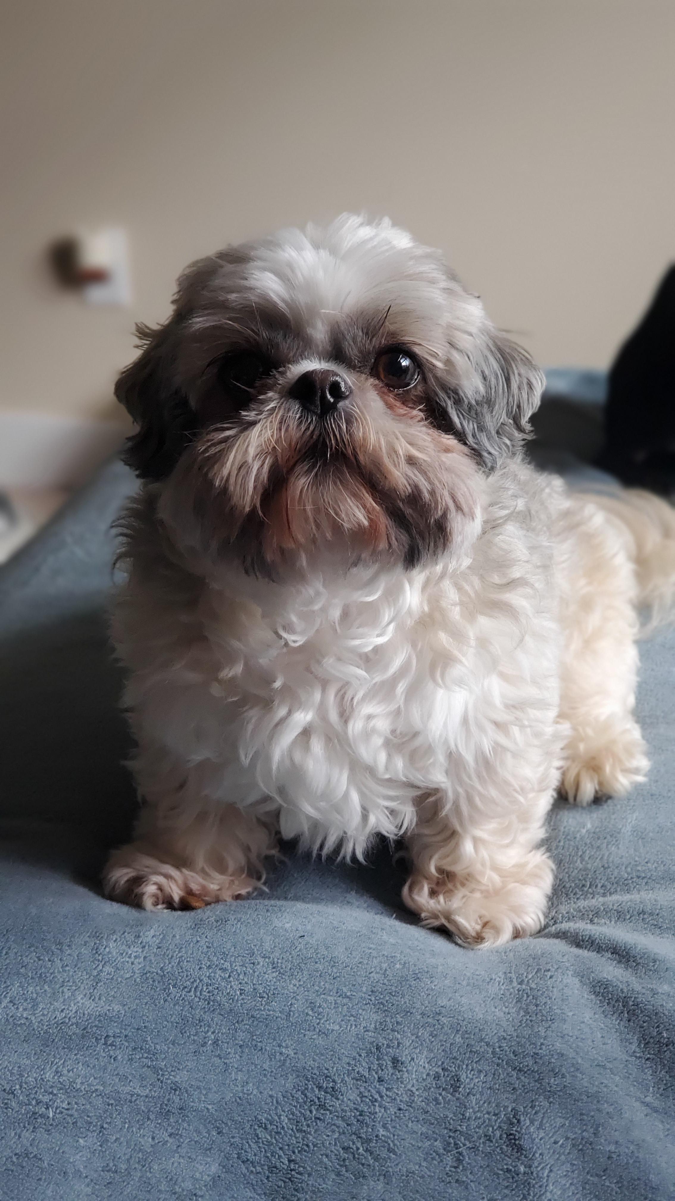 Meet Mr. Murphy 🤍 | Scrolller