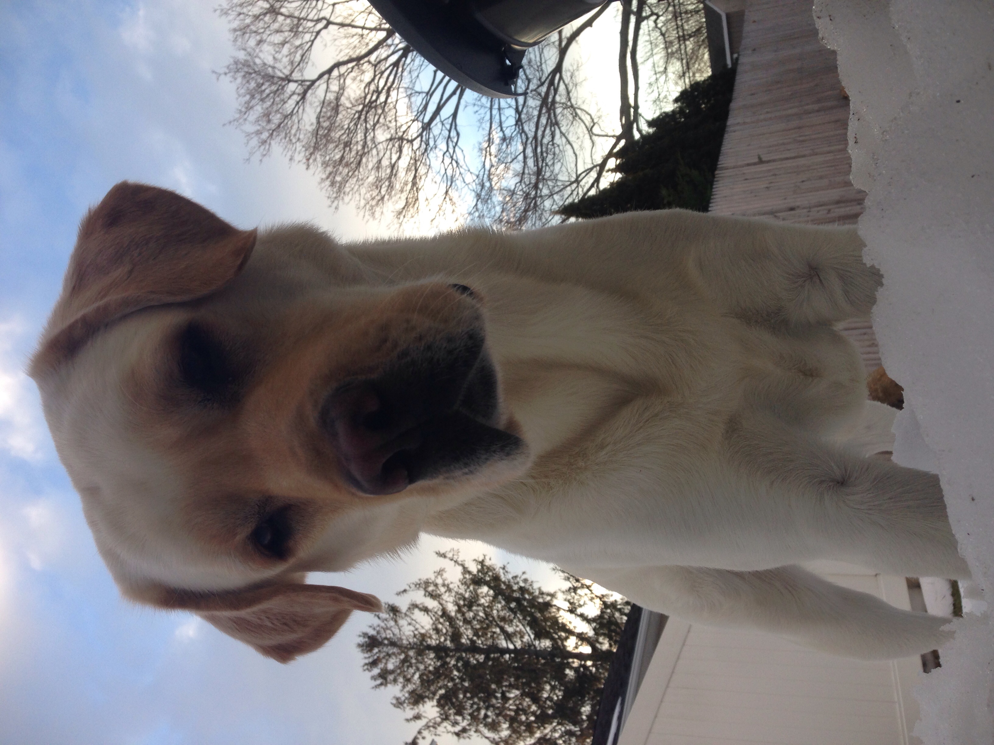 Meet my best friend... Buddy! | Scrolller