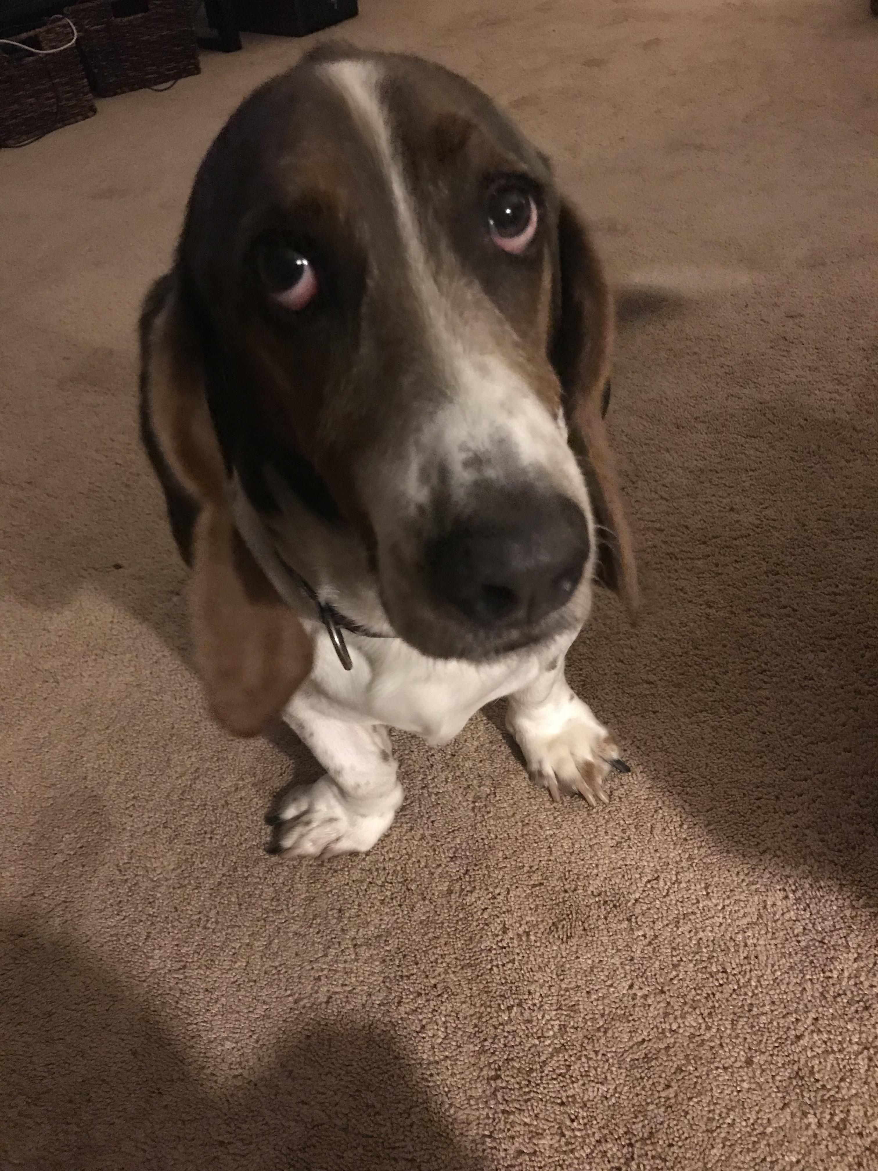 Meet my evil pup Olaf | Scrolller