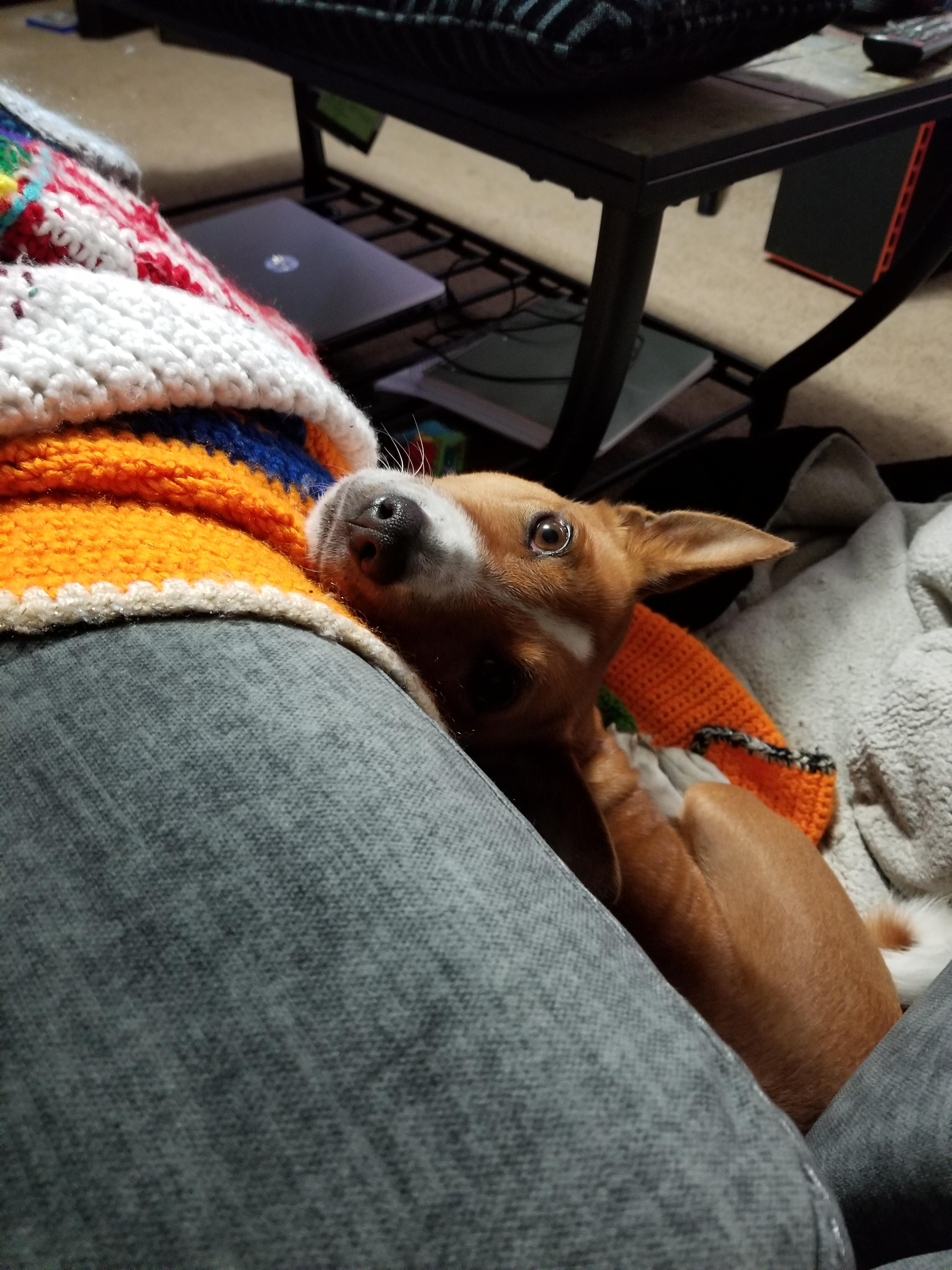 Meet my handsome Apollo!! Those eyes though! | Scrolller