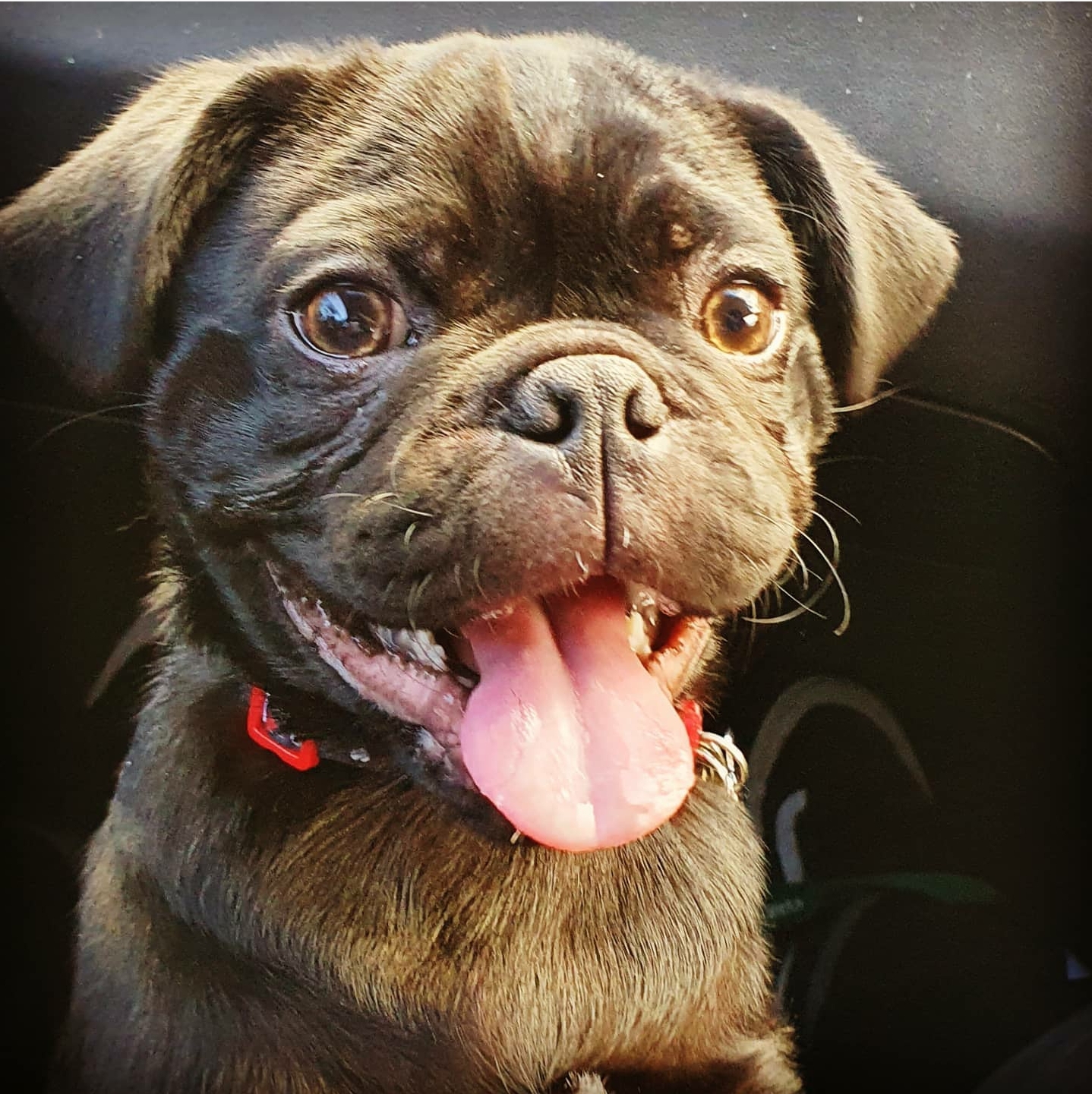 Meet my happy little fella Wayne | Scrolller Meet my happy little fella Wayne | Scrolller