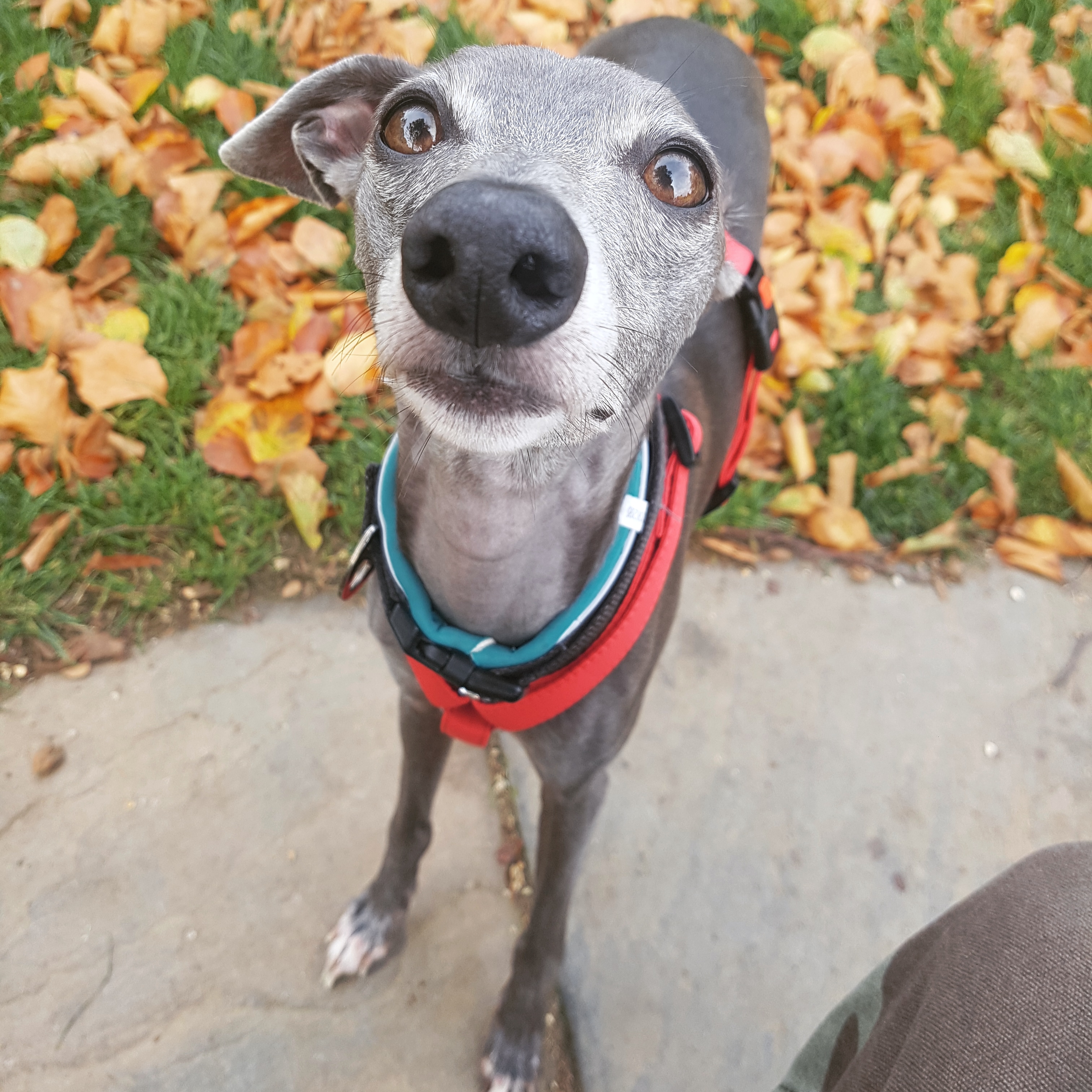 Meet my Italian greyhound Bilbo :) | Scrolller