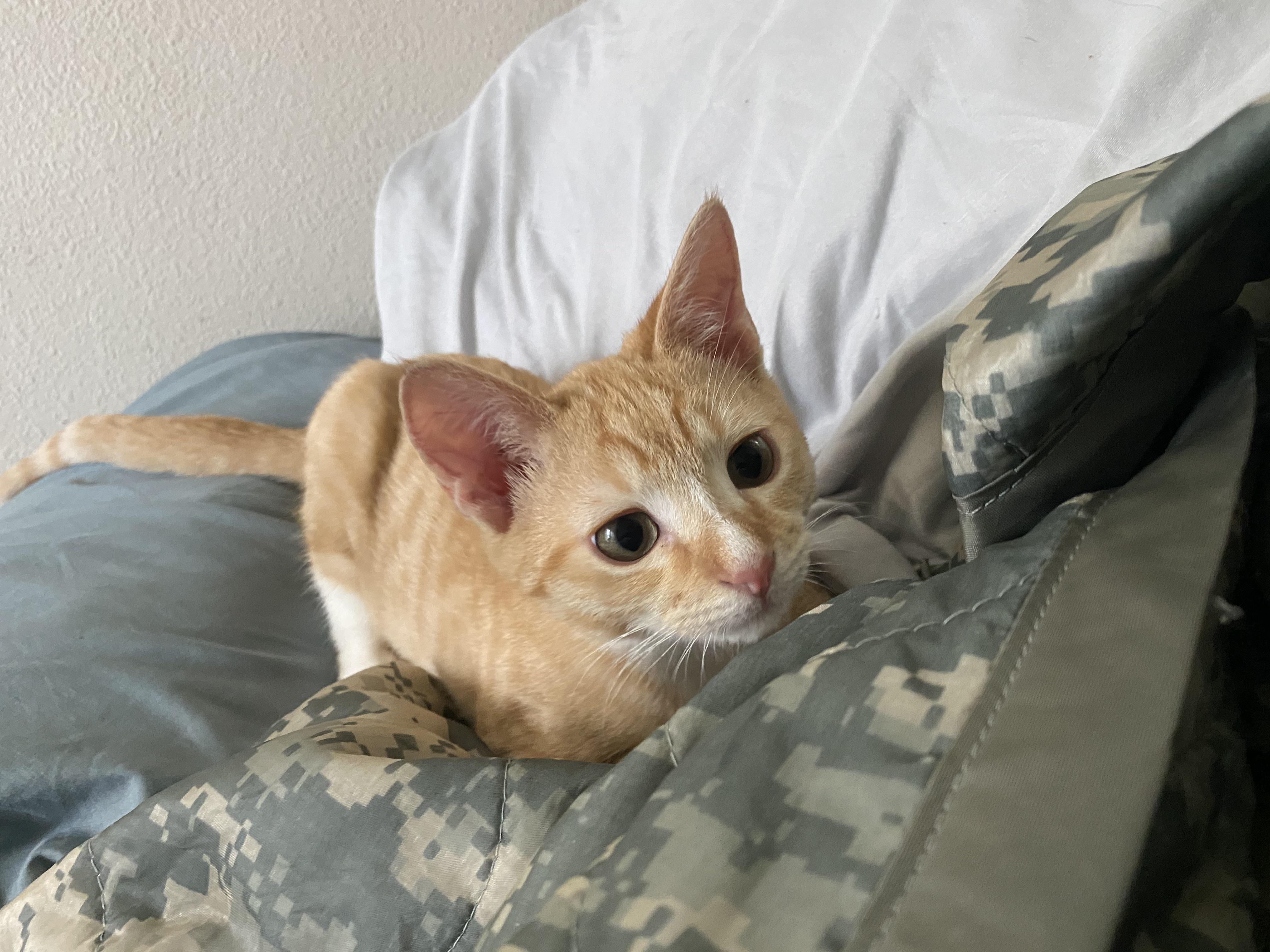 Meet my kitten Logan 🥺 | Scrolller