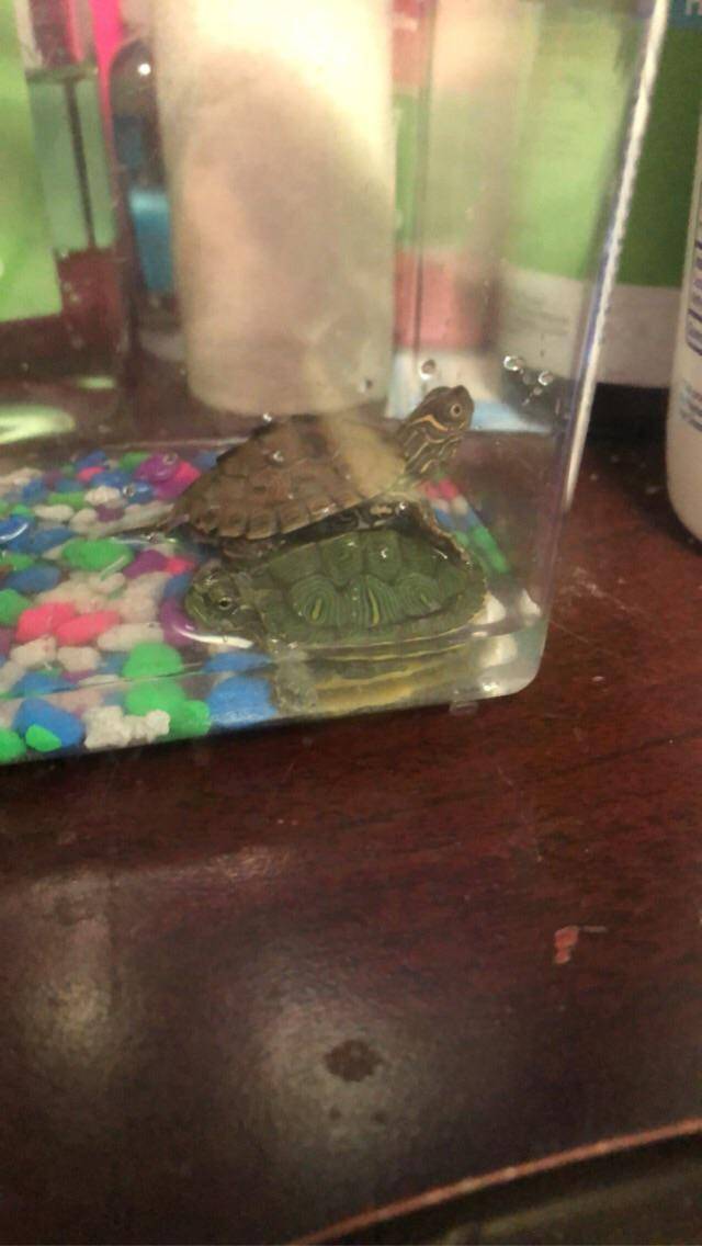 Meet my new babies Shawn and Gus! And yes, Shawn is really annoying already. | Scrolller