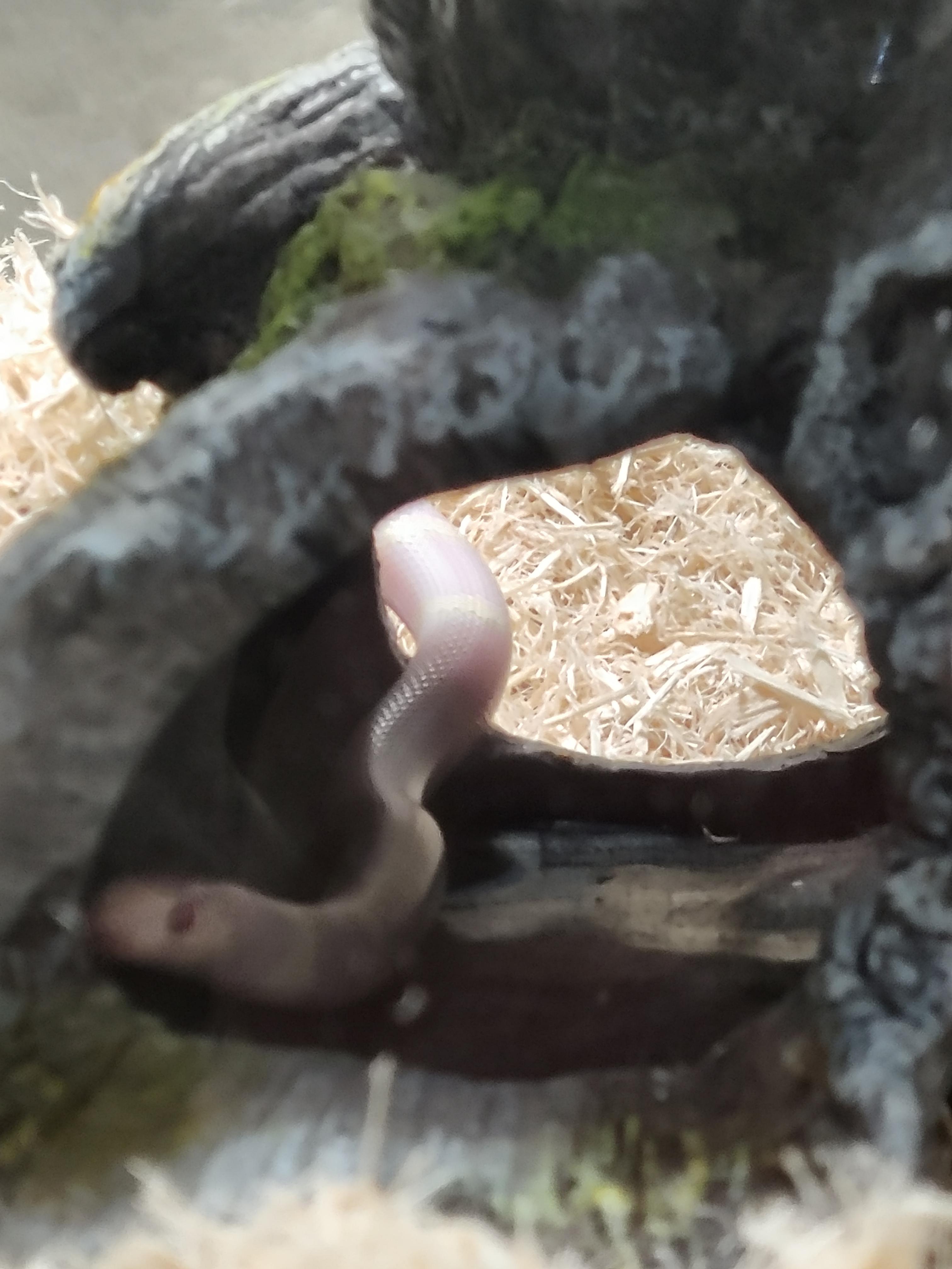 Meet my new slippery tube dude Grimm!!! Albino king snake and first snake that i've owned!!! So ...