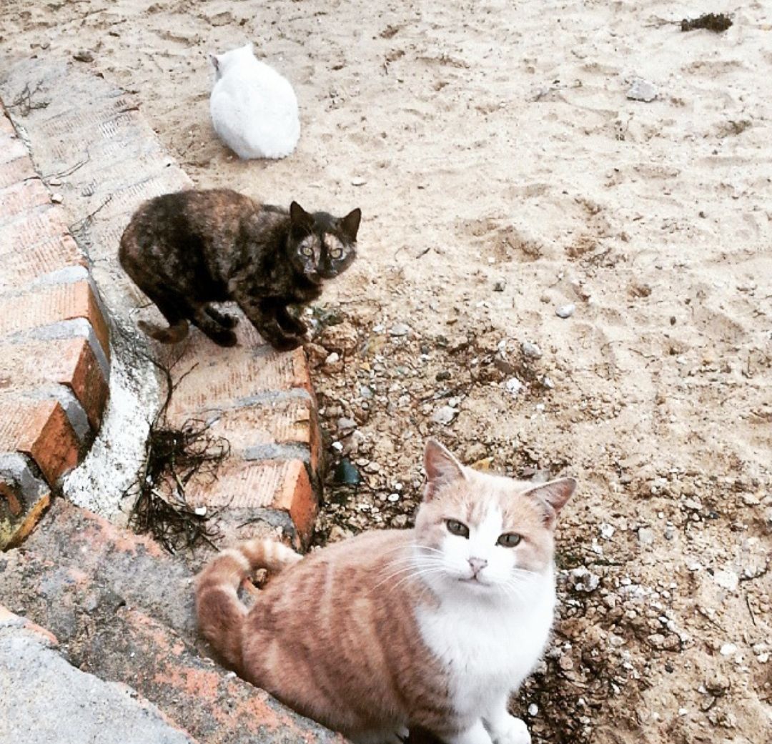 Meet my sanctuary's newest guests! | Scrolller