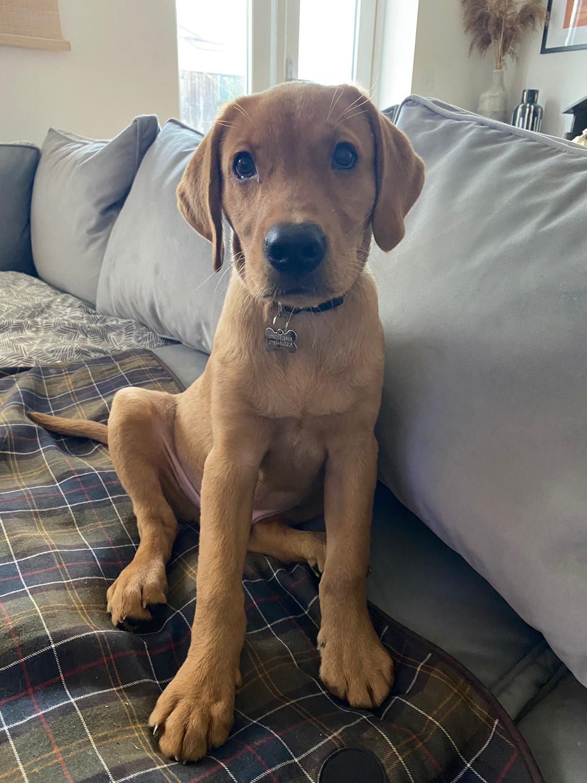 Meet Nigel | Scrolller