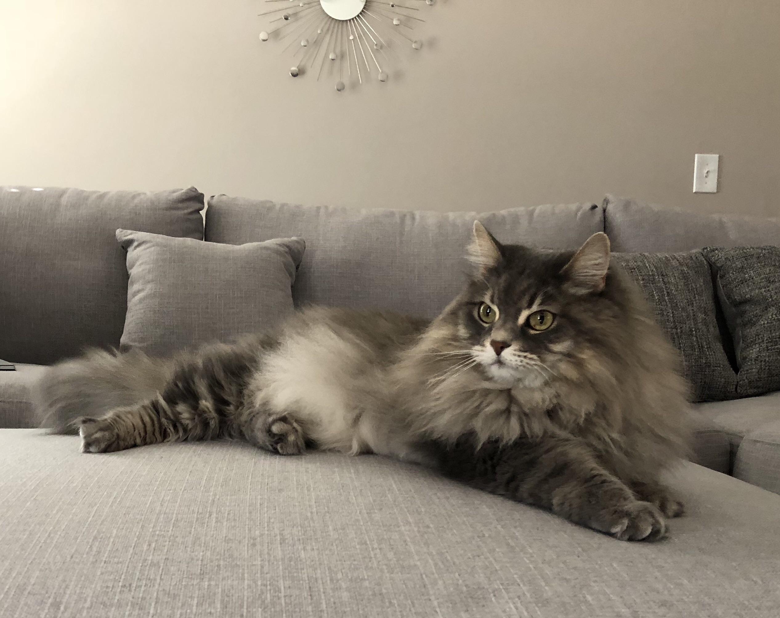 Meet Nikko, my Siberian savior | Scrolller