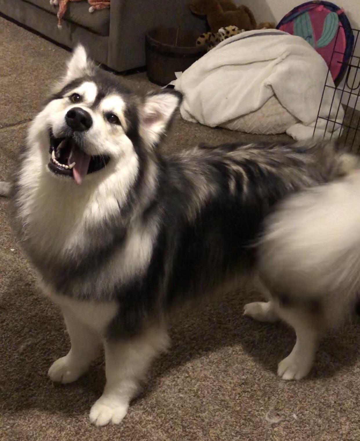 Meet Nova! Post grooming and super happy! | Scrolller