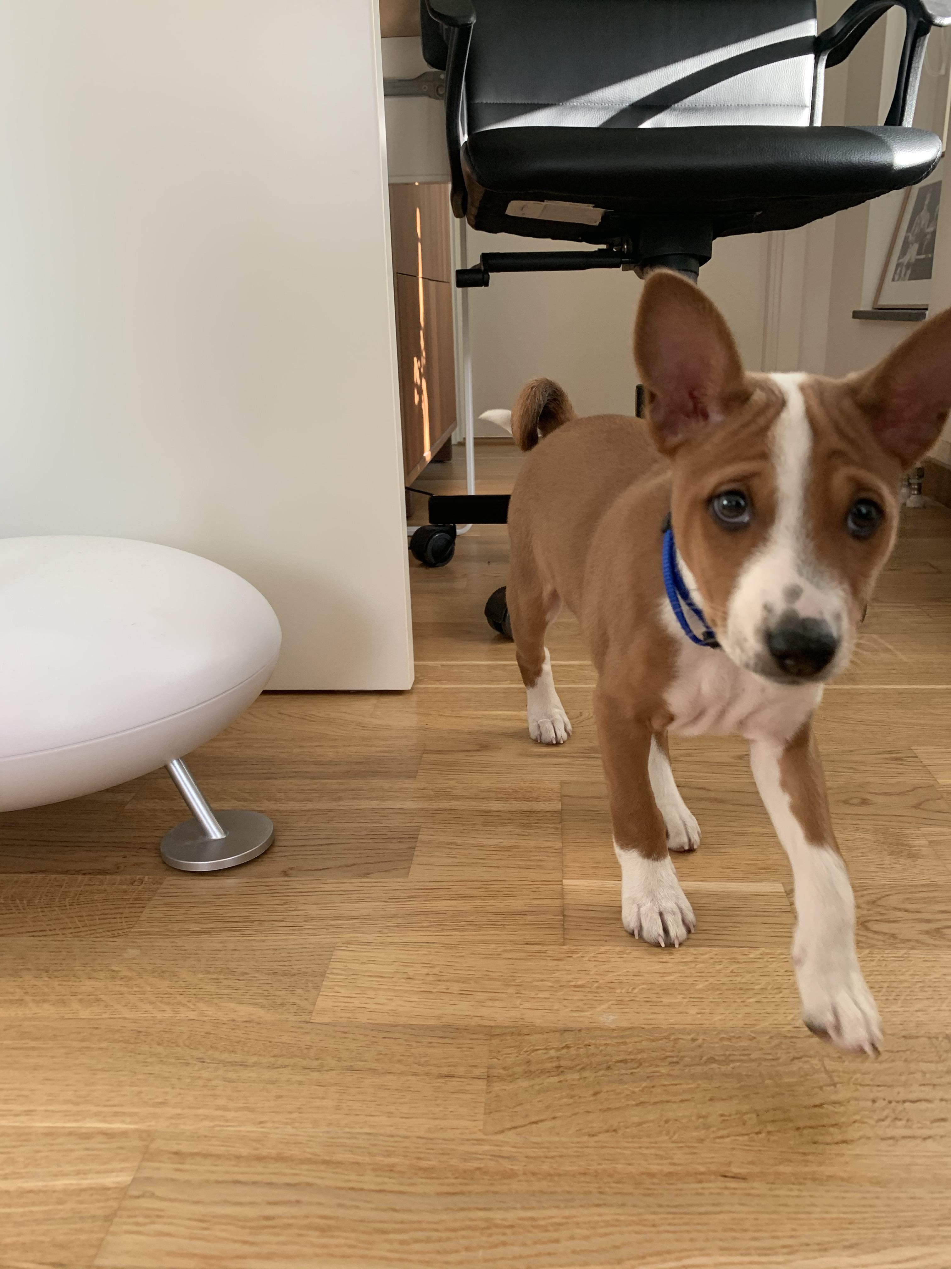 Meet Obi-Wan with the basenji mind tricks | Scrolller