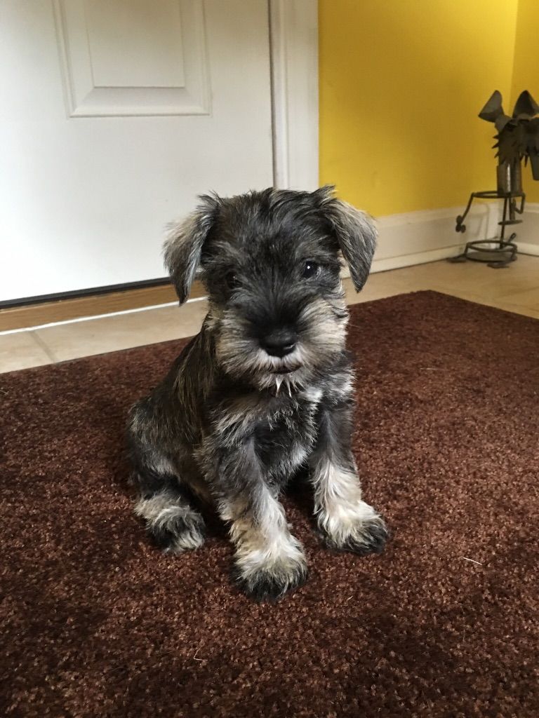 Meet Ole! Pronounced "Olee" named after my Norwegian Great Grandfather. | Scrolller