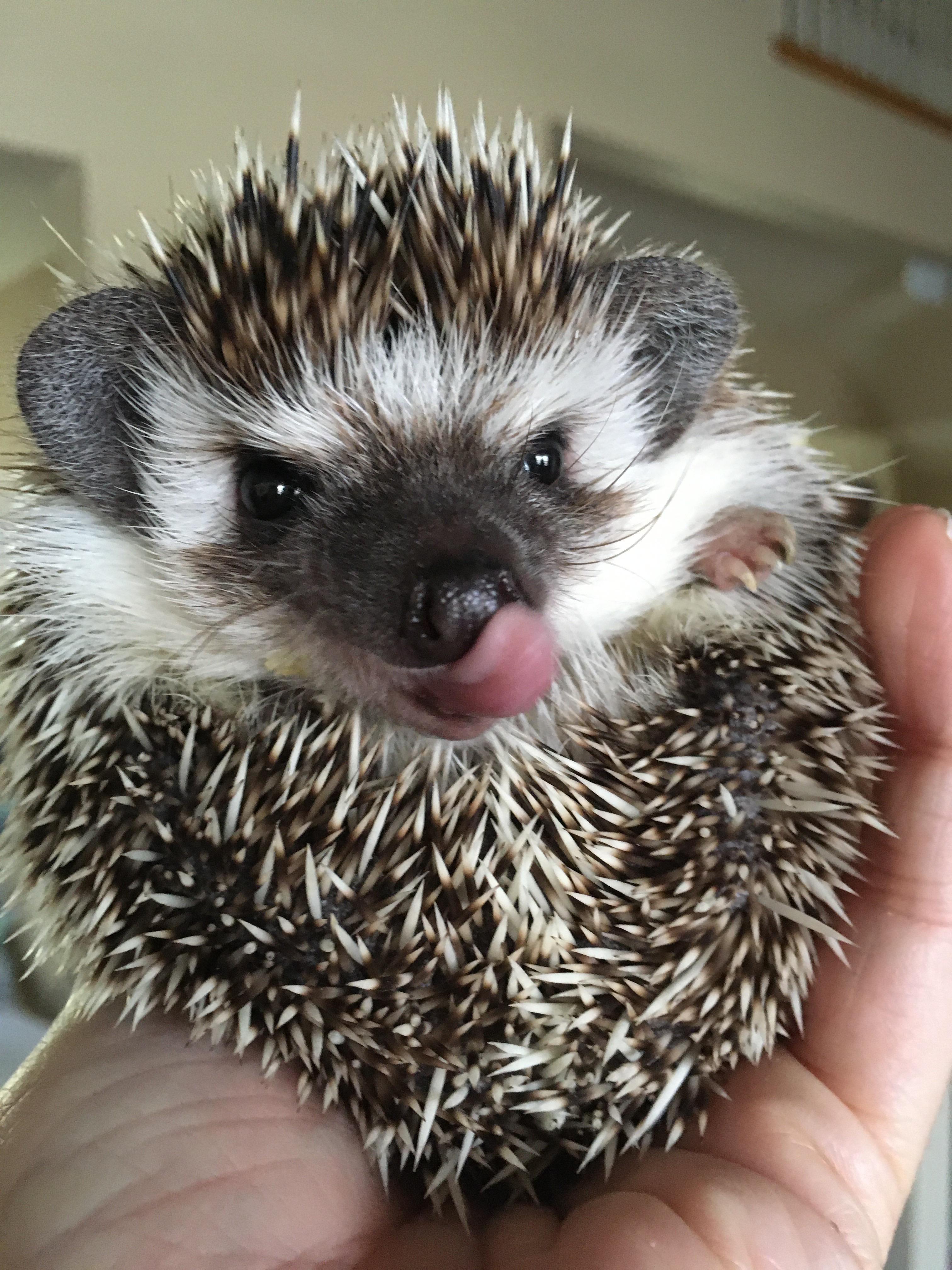 Meet Oliver! When he’s rolled up like this, we of course call him Ball-iver. | Scrolller