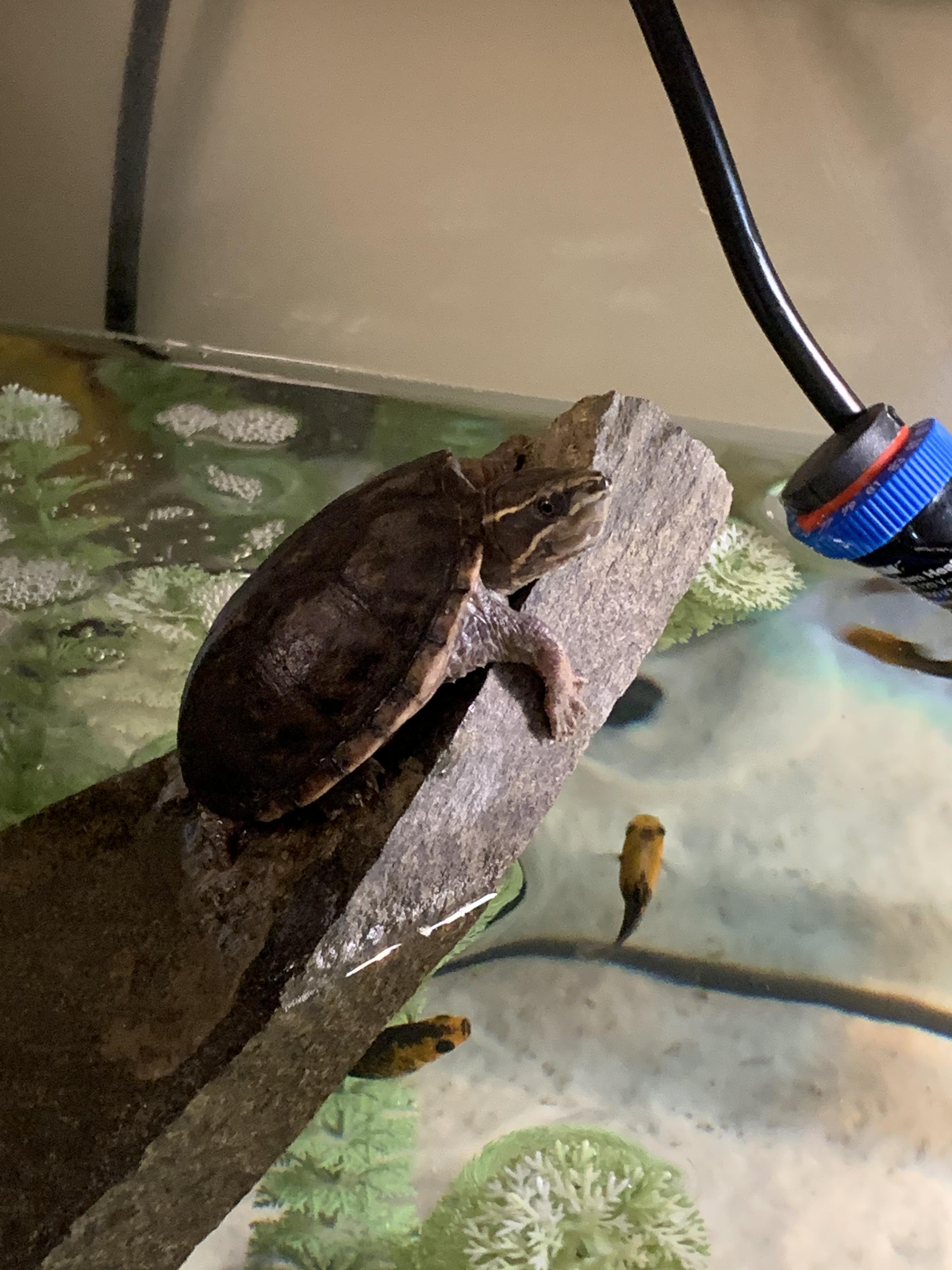 Meet oogway | Scrolller