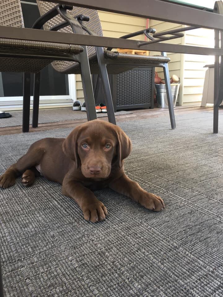 Meet our new family member. Cody! | Scrolller