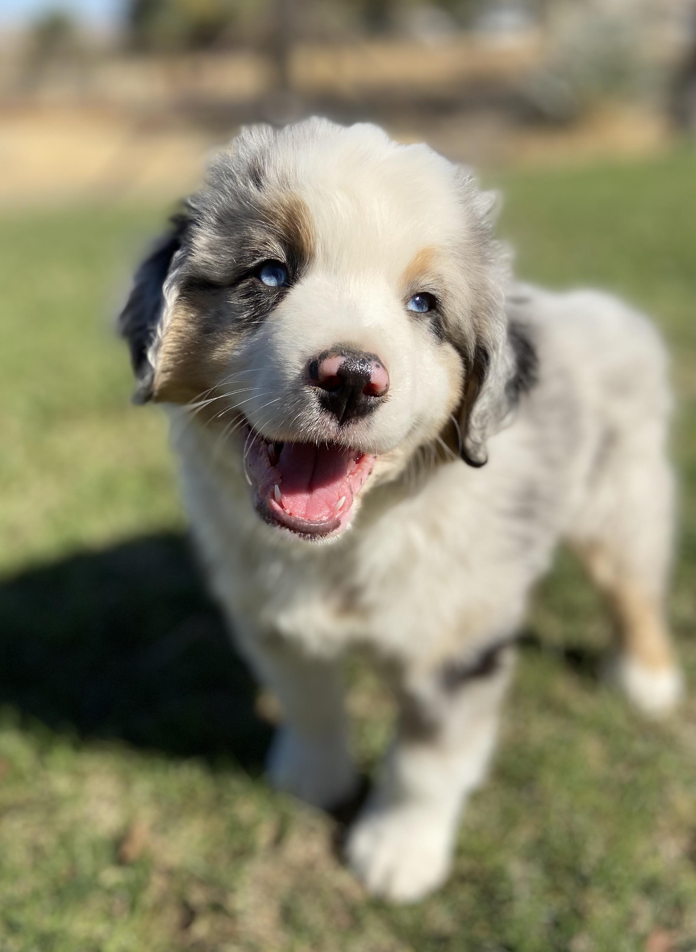 Meet our new handsome boy Sulley! | Scrolller