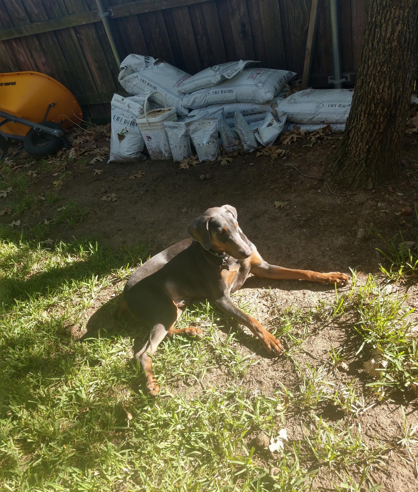 Meet our newest family member, Gibbs! | Scrolller