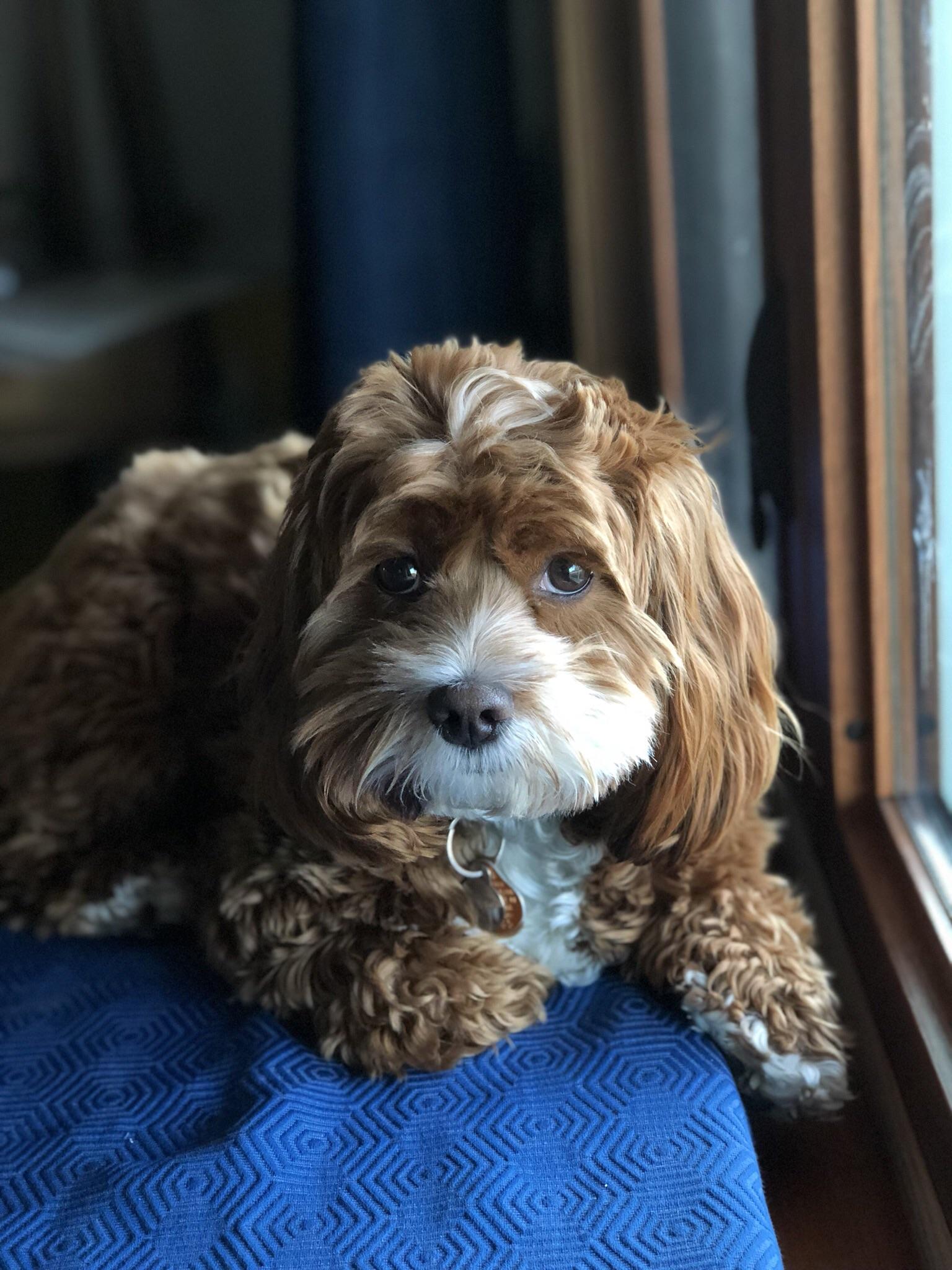 Meet Penny! | Scrolller