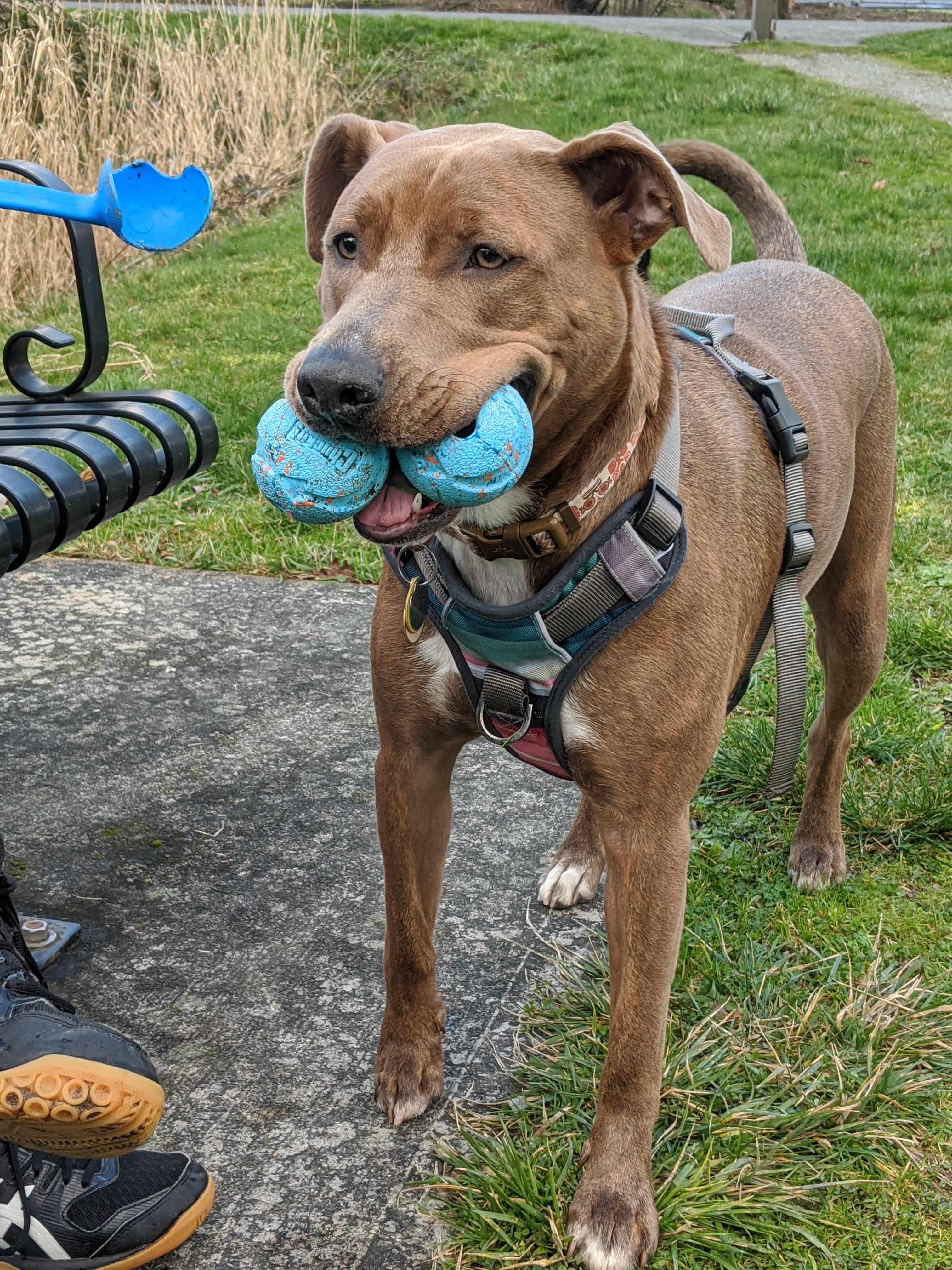 Meet Penny! | Scrolller