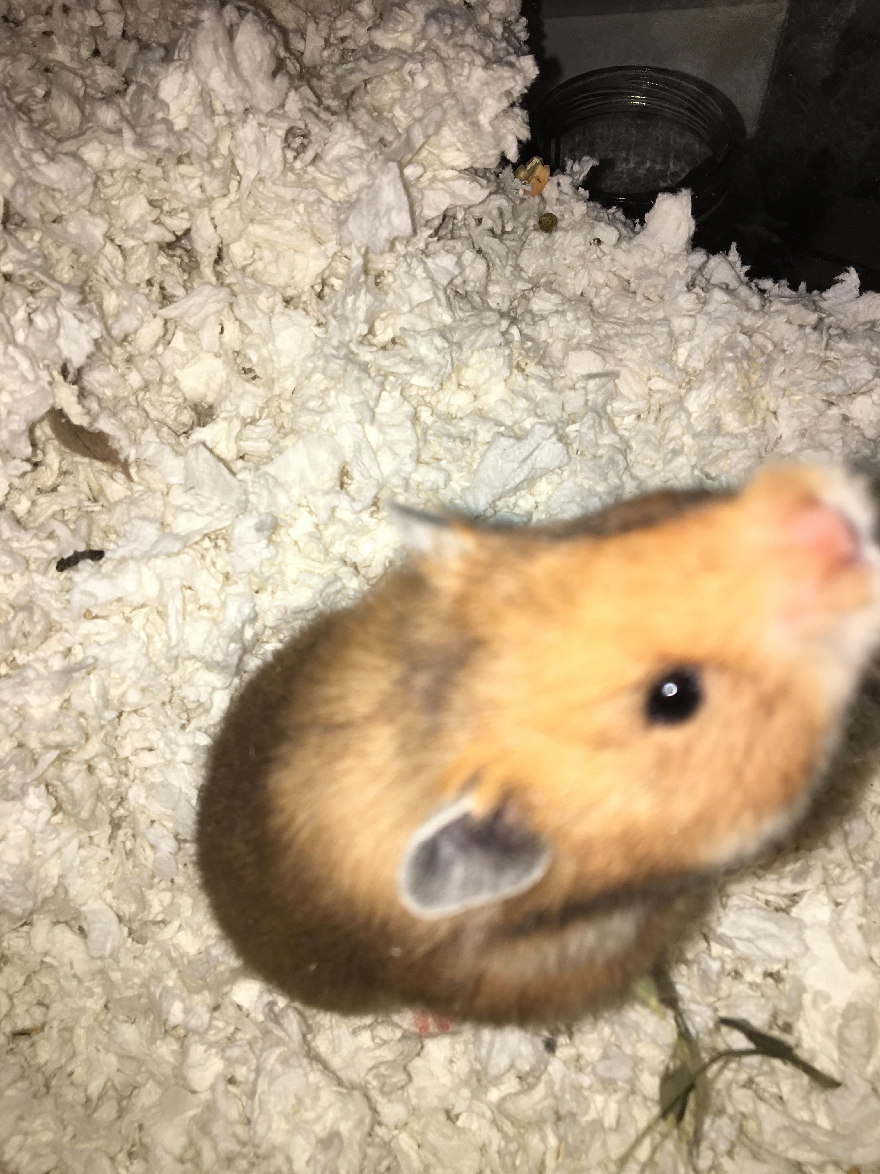 Meet penny lane! I am currently scatter feeding her and she loves it! | Scrolller