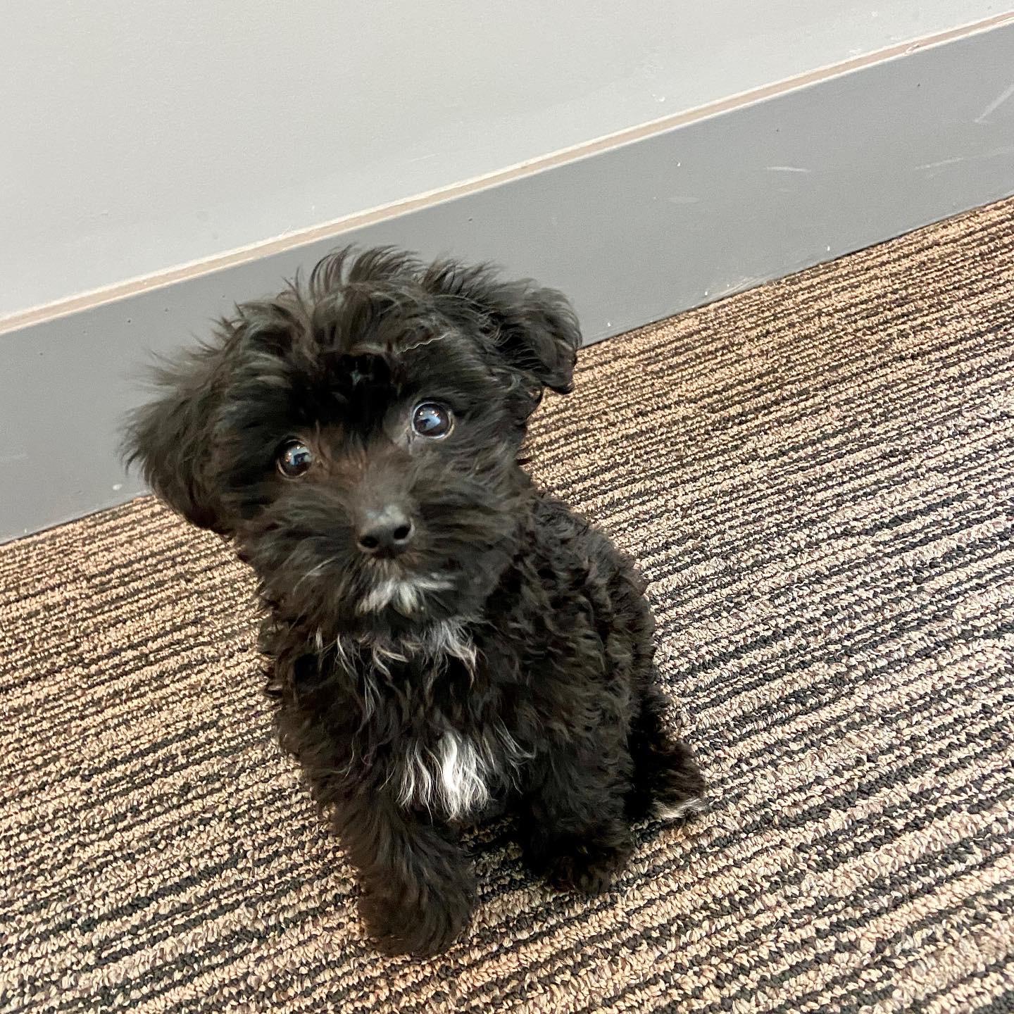 Meet Pepper my black maltipoo | Scrolller