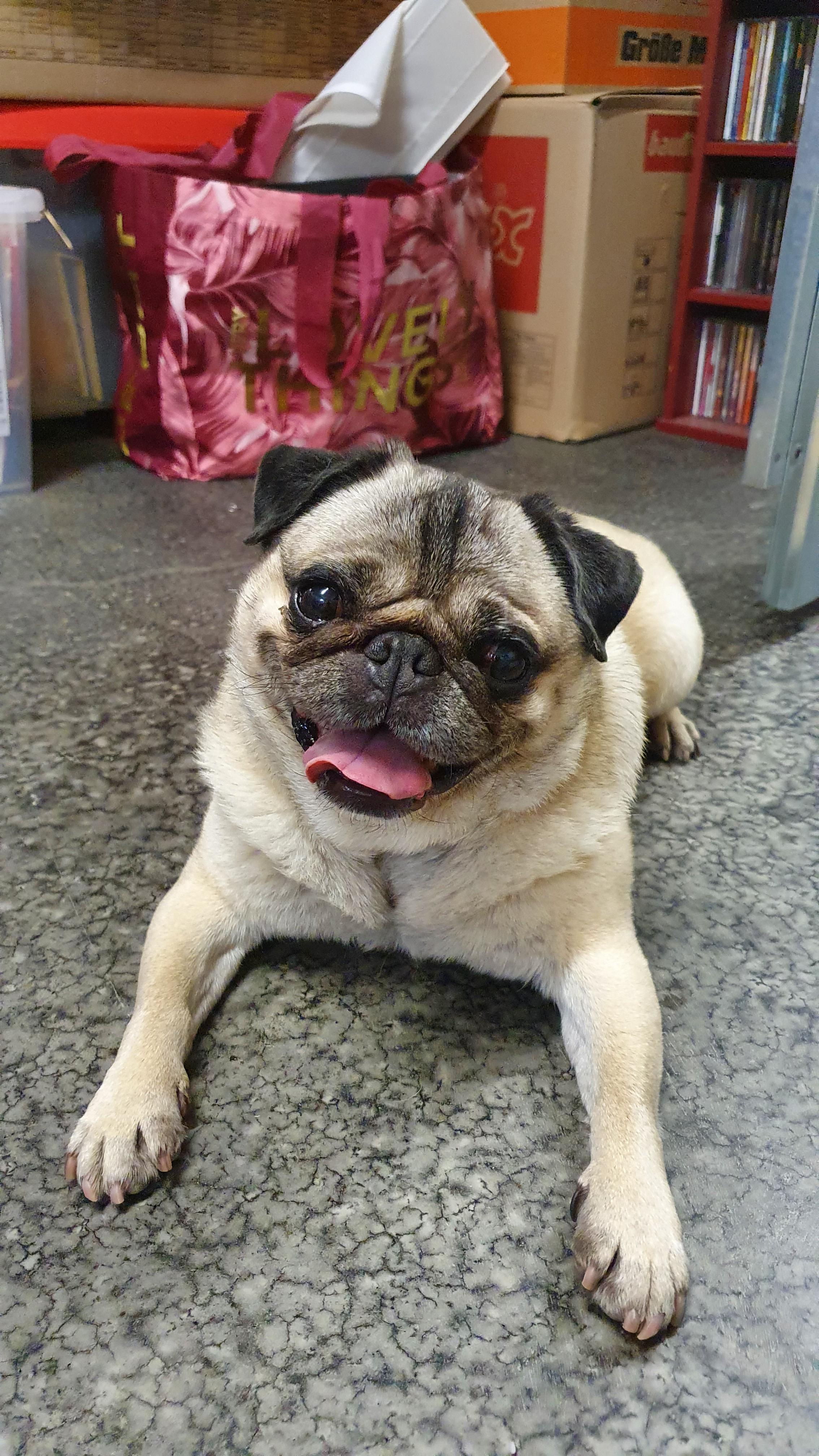 Meet Percy, he turns 10 and is perfectly healthy! | Scrolller