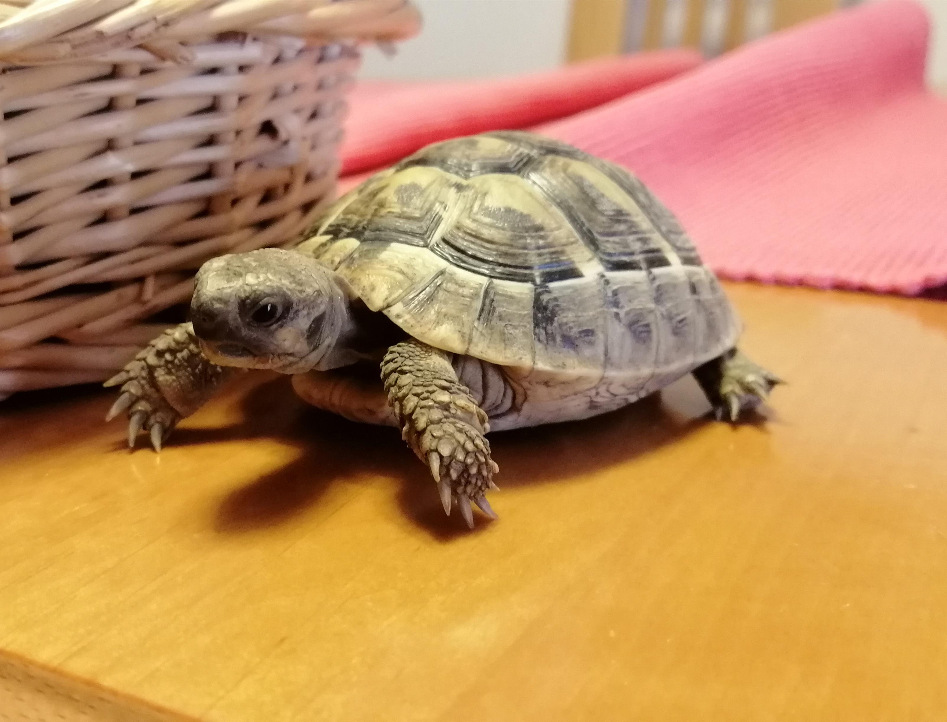 Meet Phoenix the tortoise | Scrolller