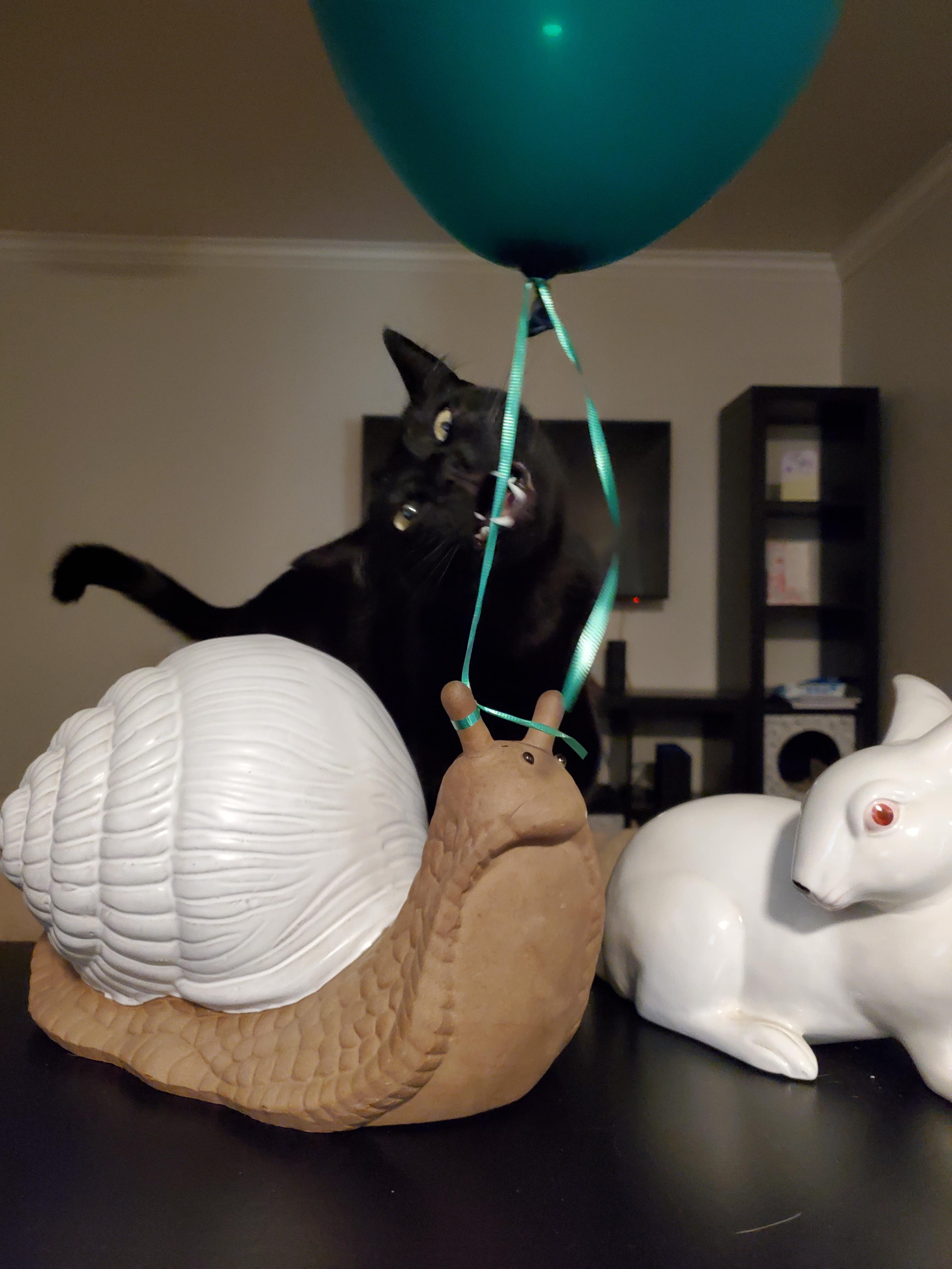 Meet Pluto. | Scrolller