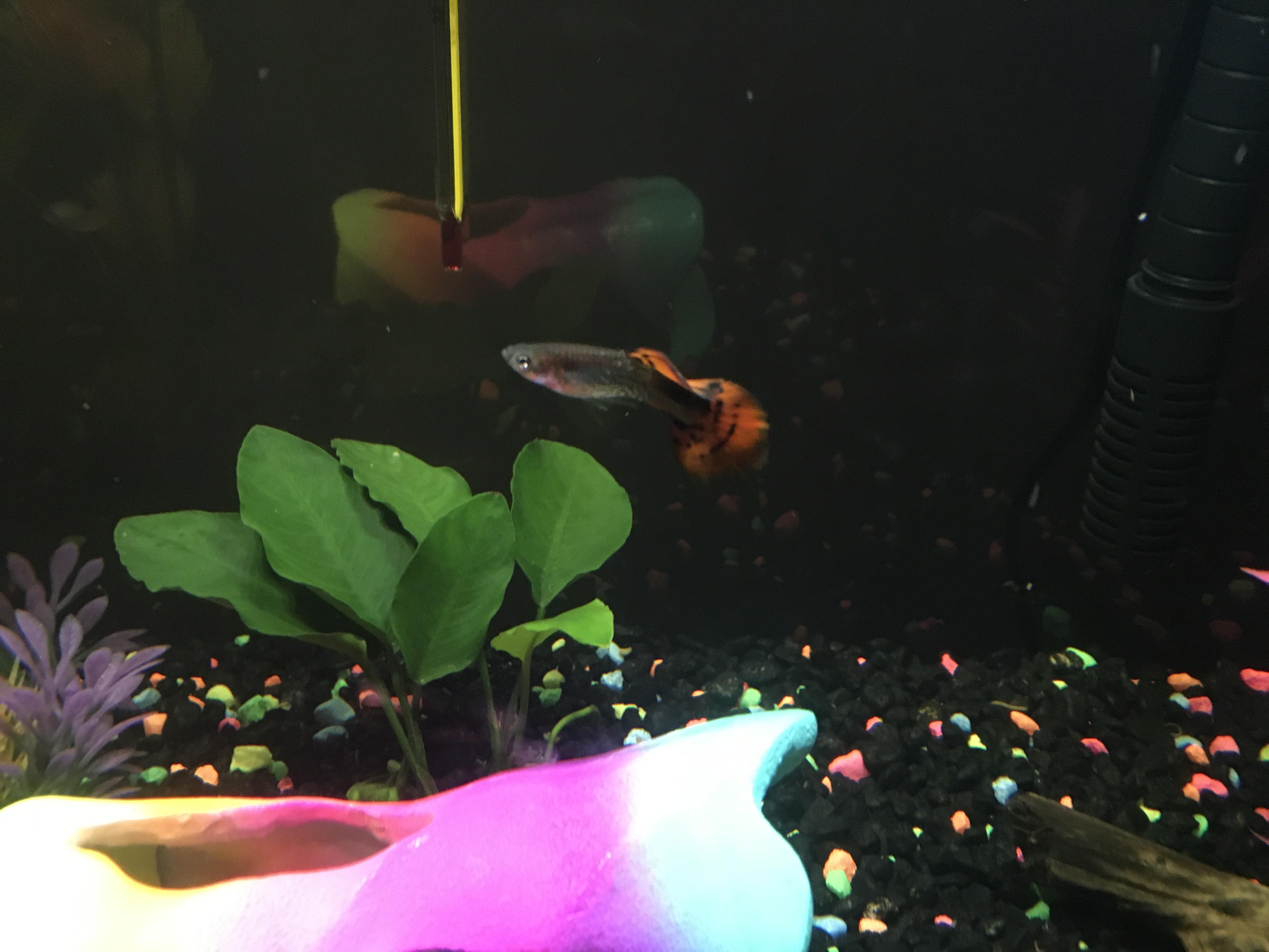 Meet Puffy the guppy! | Scrolller