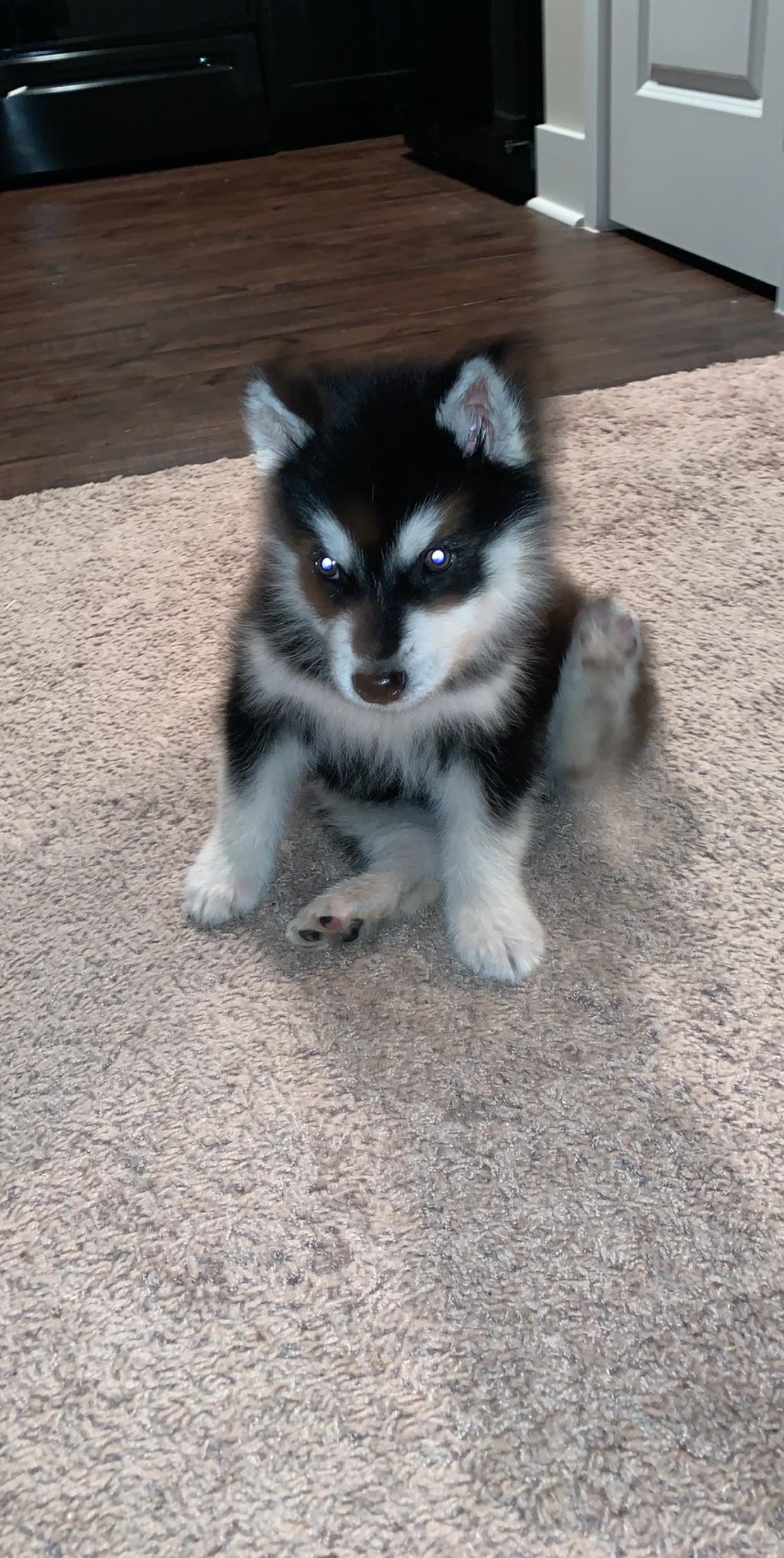 Meet Riko. | Scrolller