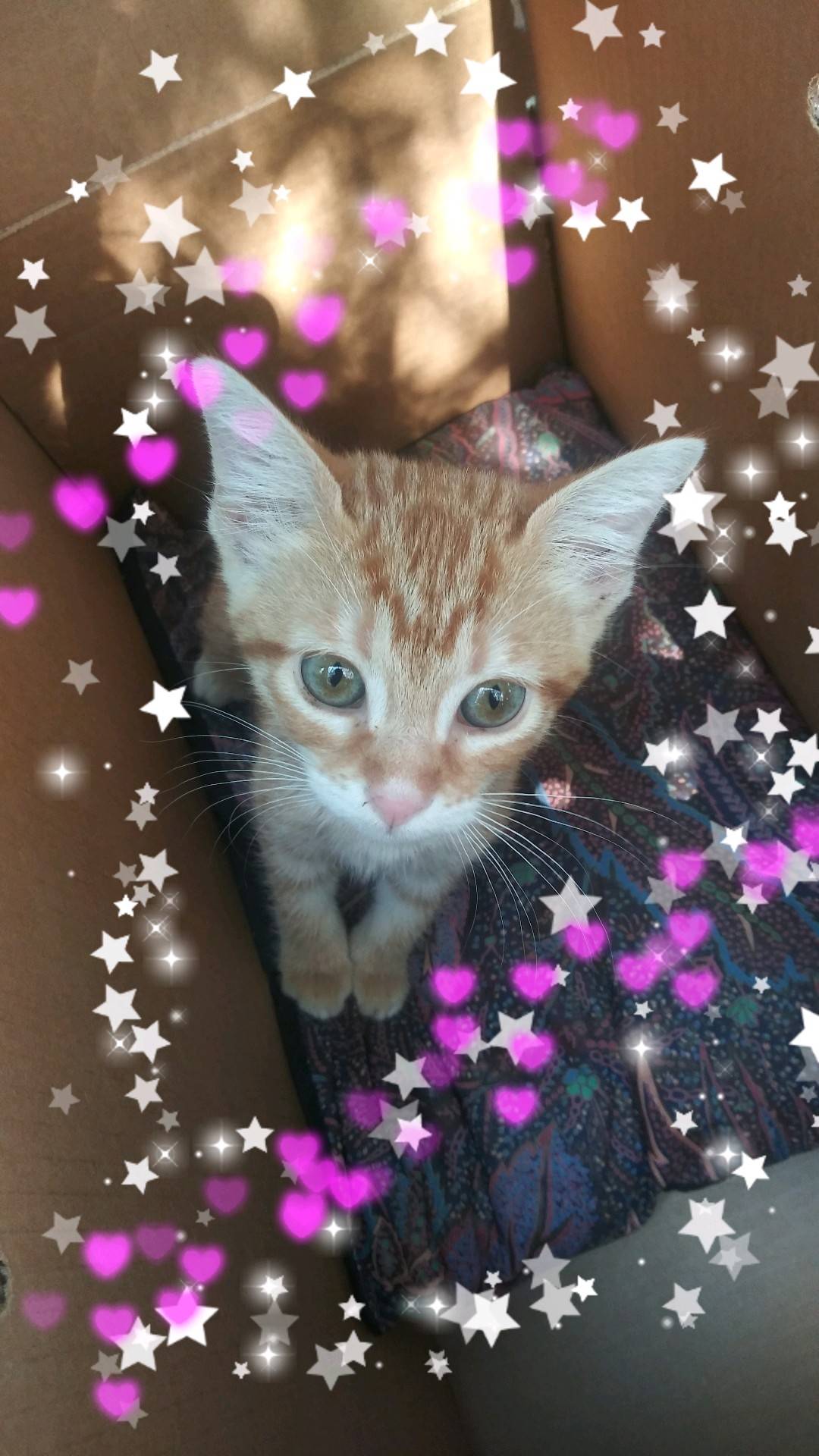 Meet Roxy. | Scrolller