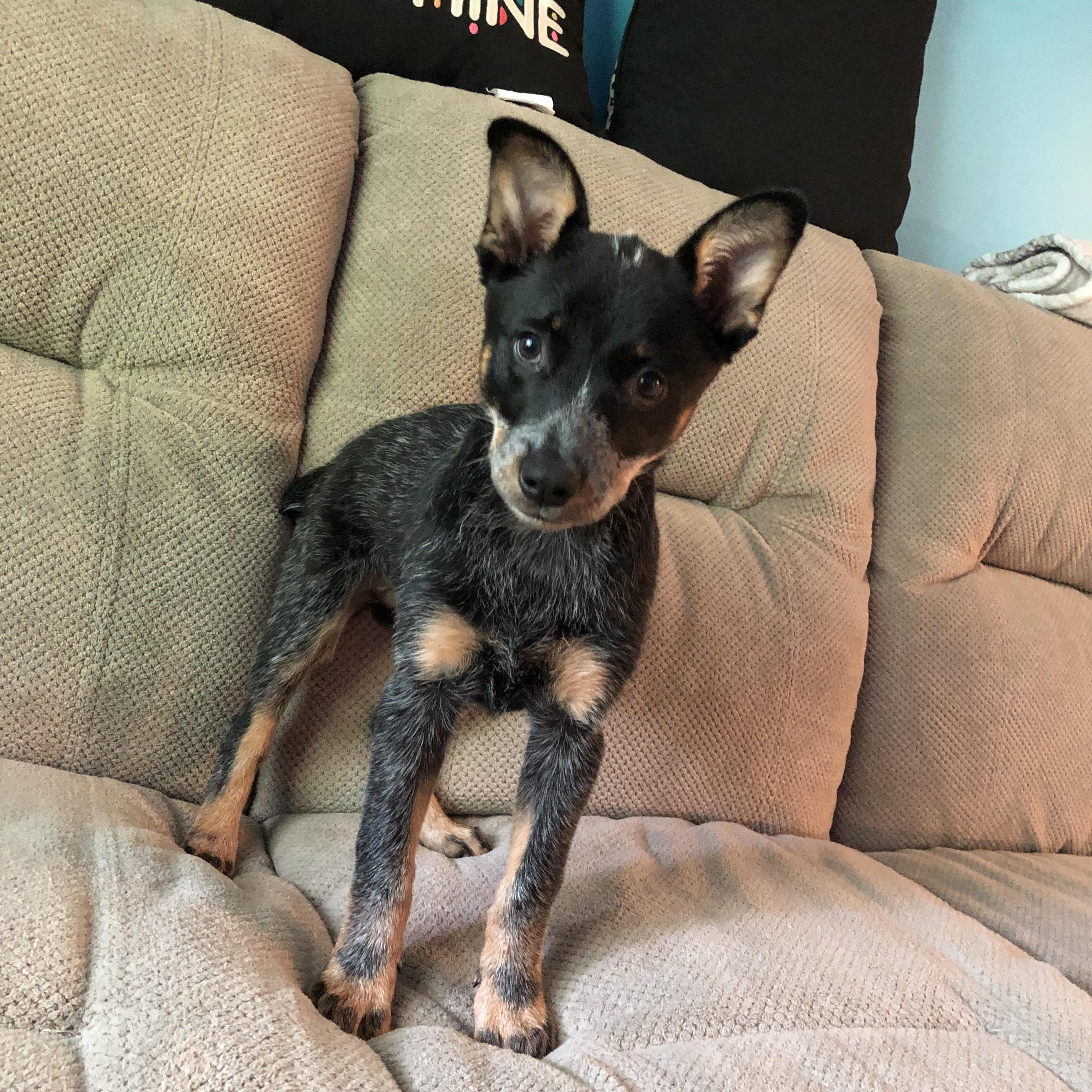 Meet Roxy! She is 15 weeks and has a ton of attitude! | Scrolller