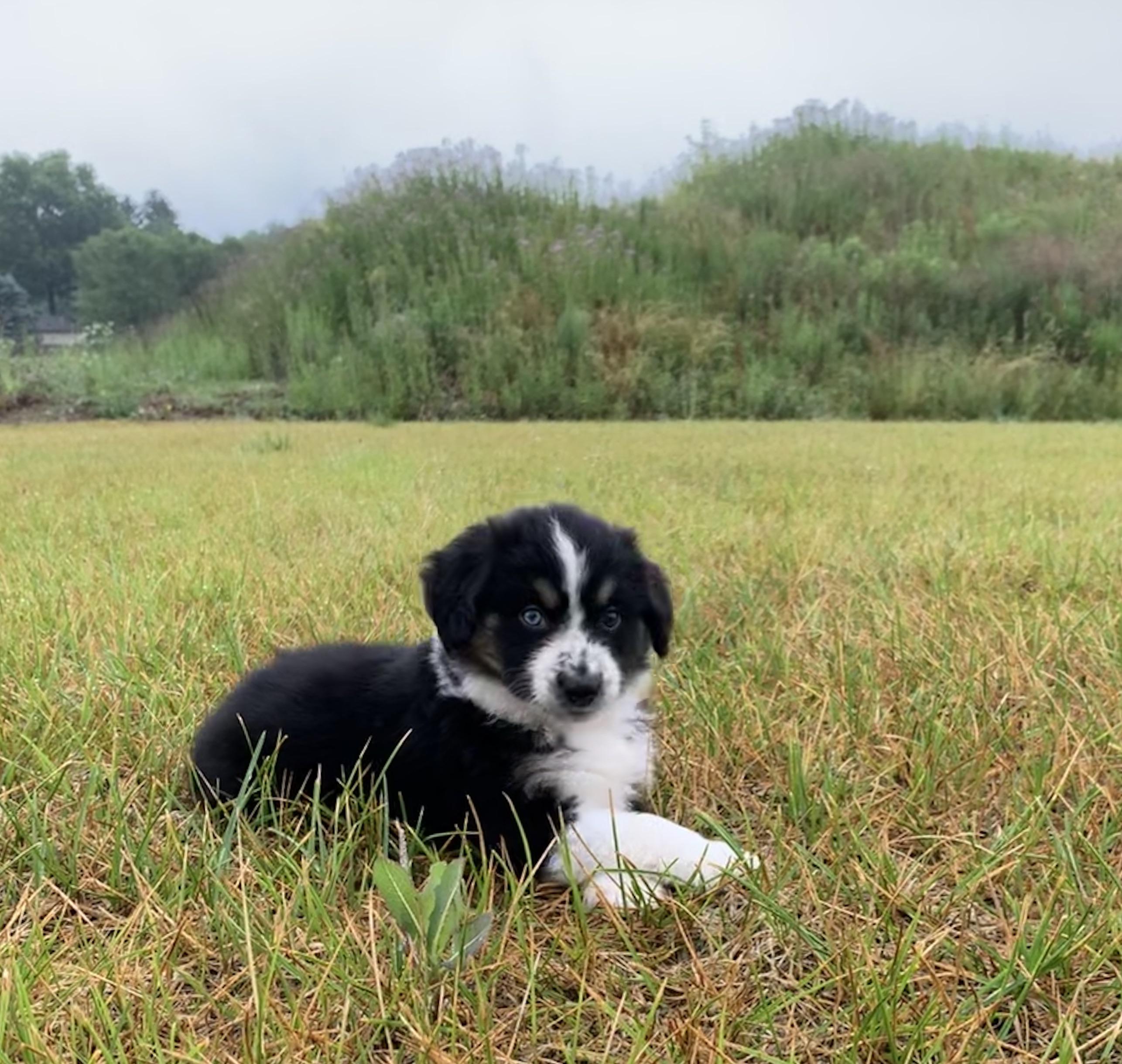 Meet Roxy. She’s been home 1 week and has already asserted that she is ...