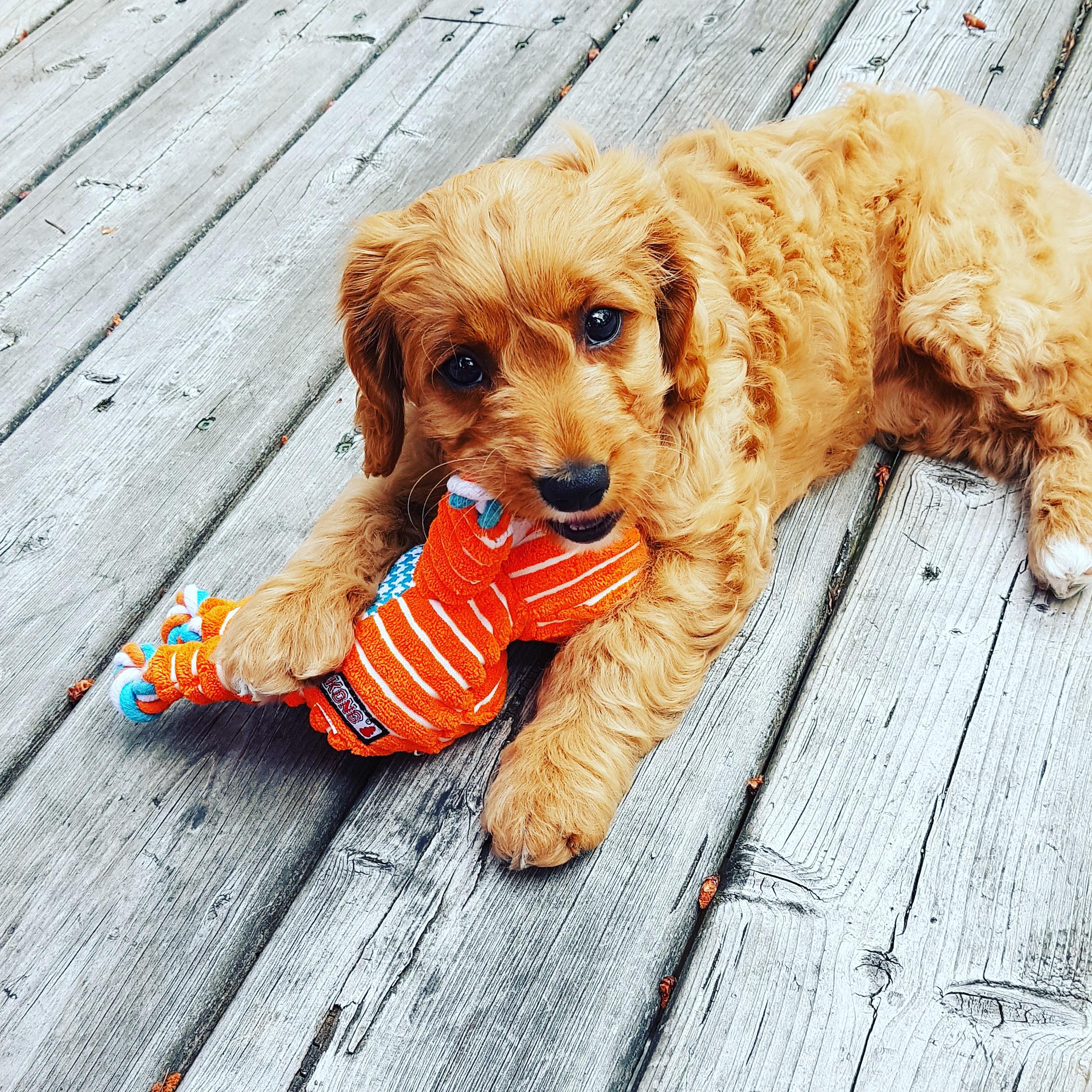 Meet Ruby our 8week old Cavapoo | Scrolller