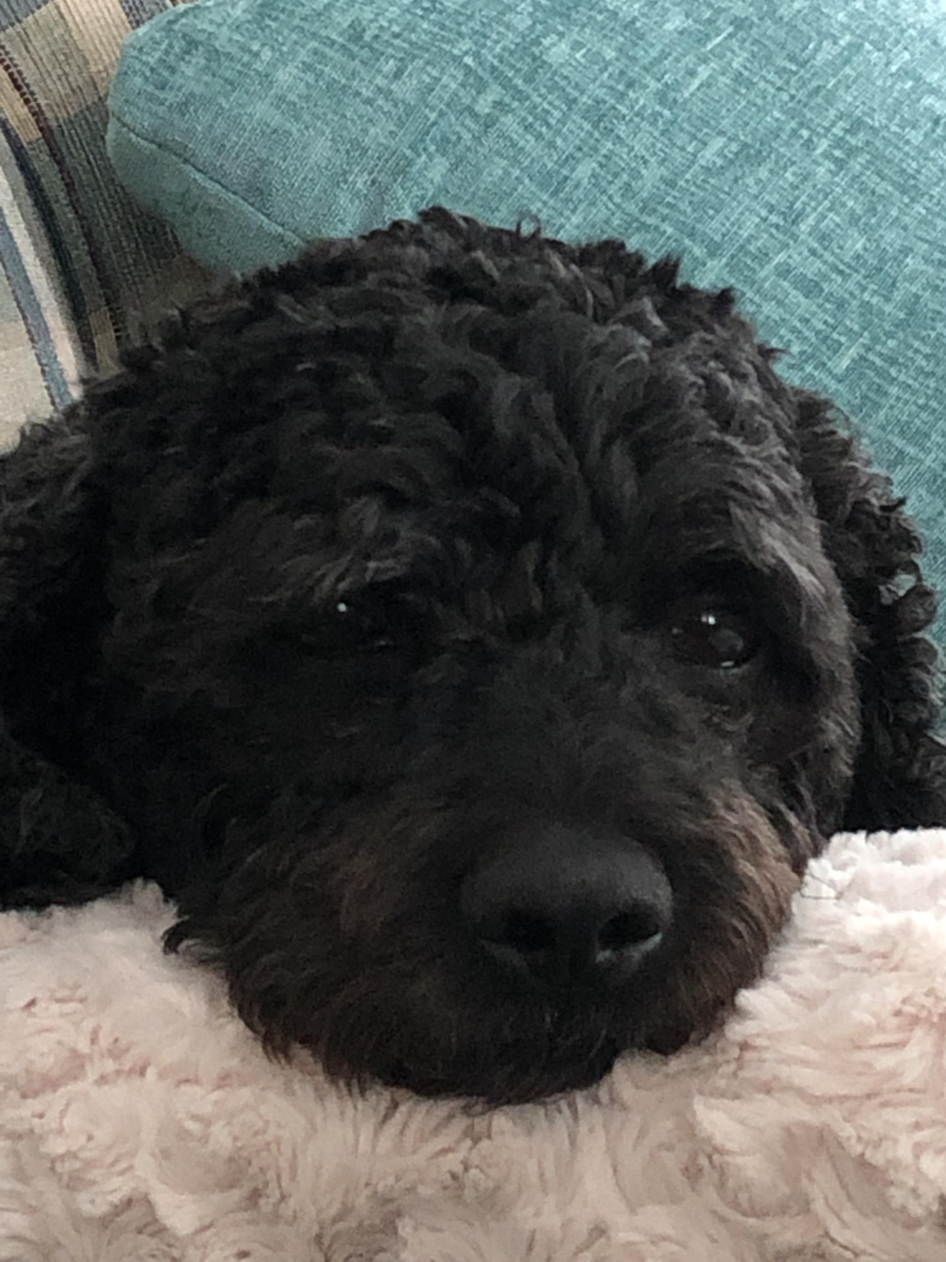 Meet Shadow, my 8 yo cokapoo who is a perpetual 3 yo ️ | Scrolller