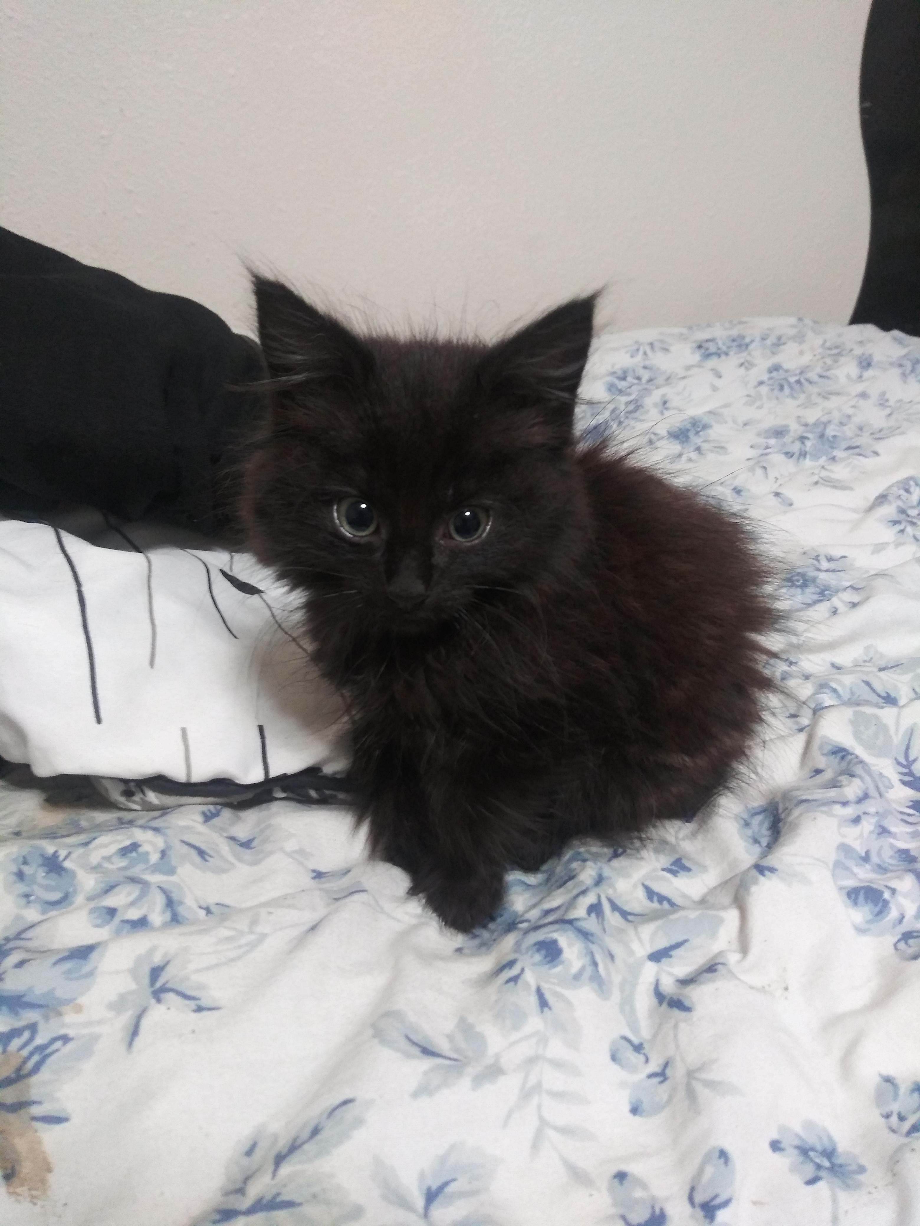 Meet Sheba! | Scrolller