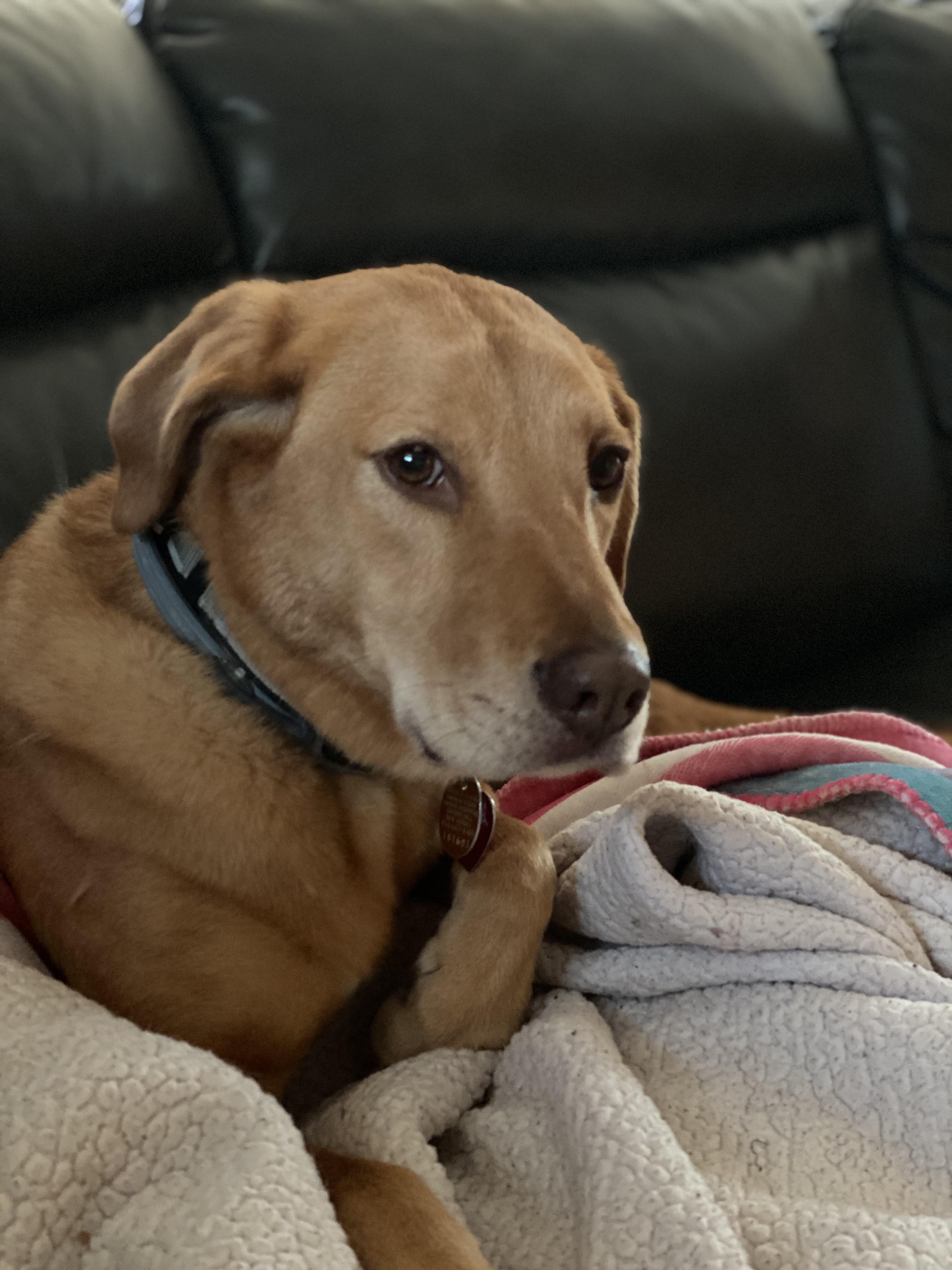 Meet Simba, the model for my first iPhone 11 Pro photo. | Scrolller