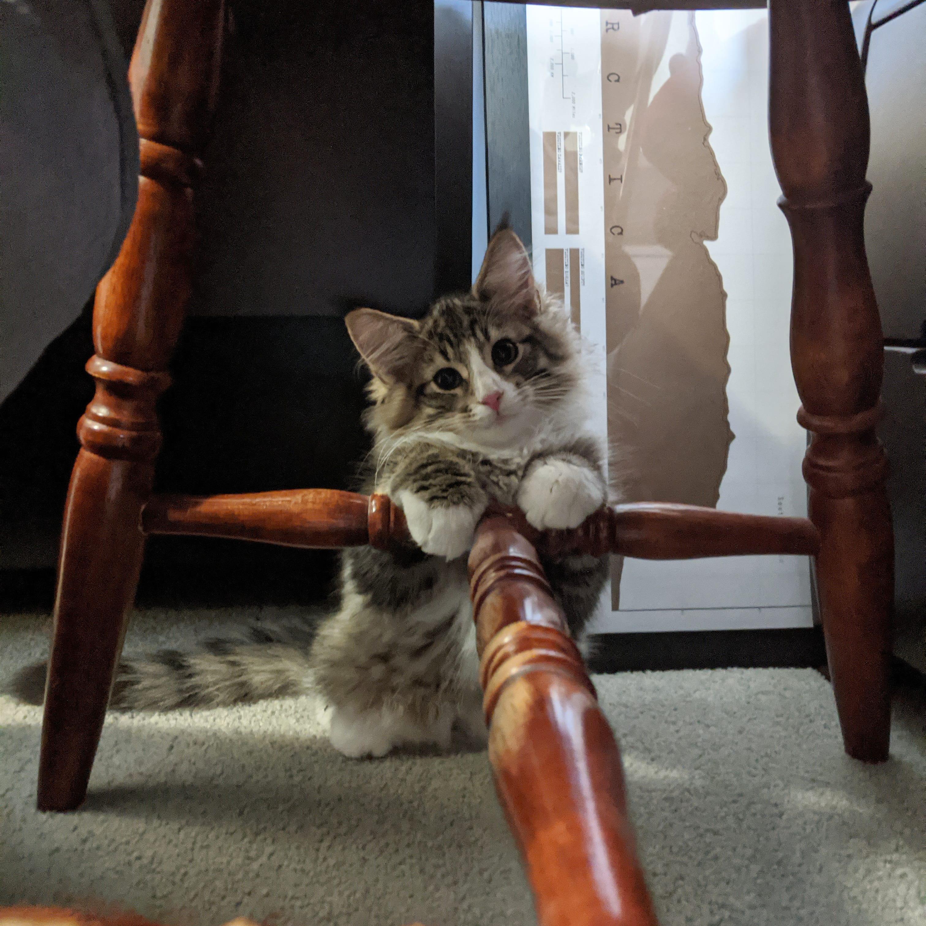 Meet Smudge! | Scrolller