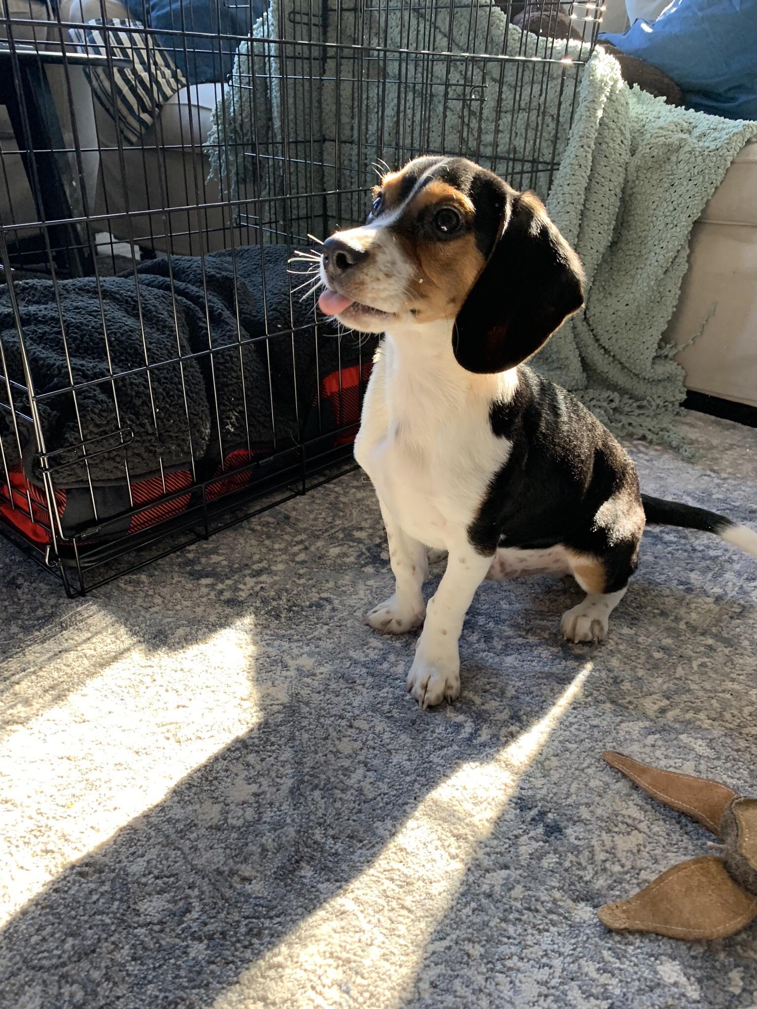 Meet Stanley! The best beagle boy ever 😍 | Scrolller