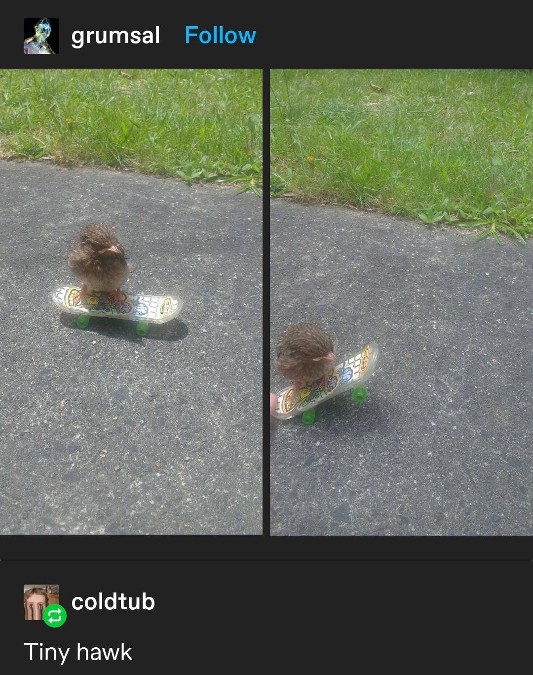 Meet the feathery Tony Hawk - Tiny Hawk | Scrolller