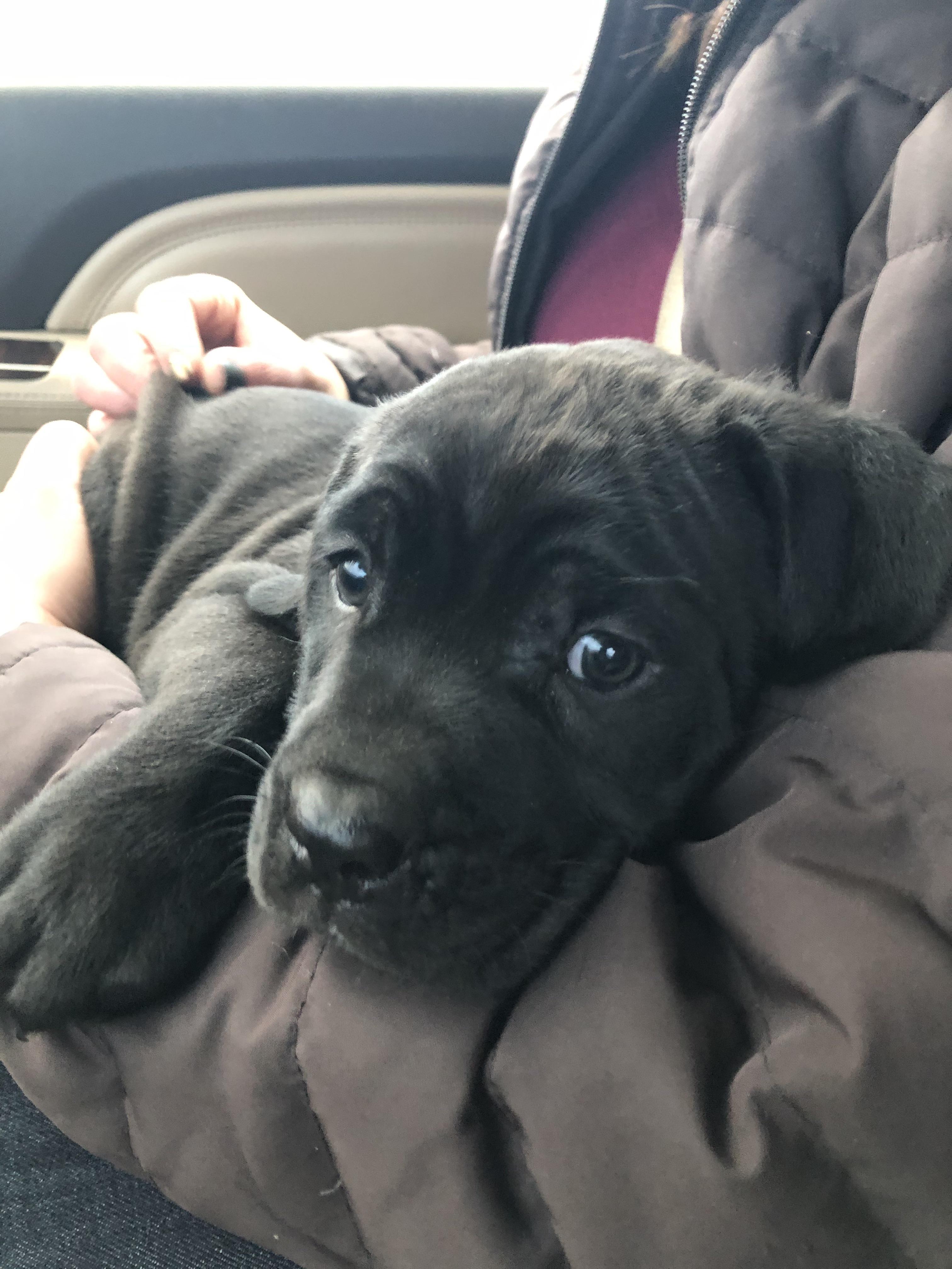 Meet the new addition Onyx the Cane Corso | Scrolller