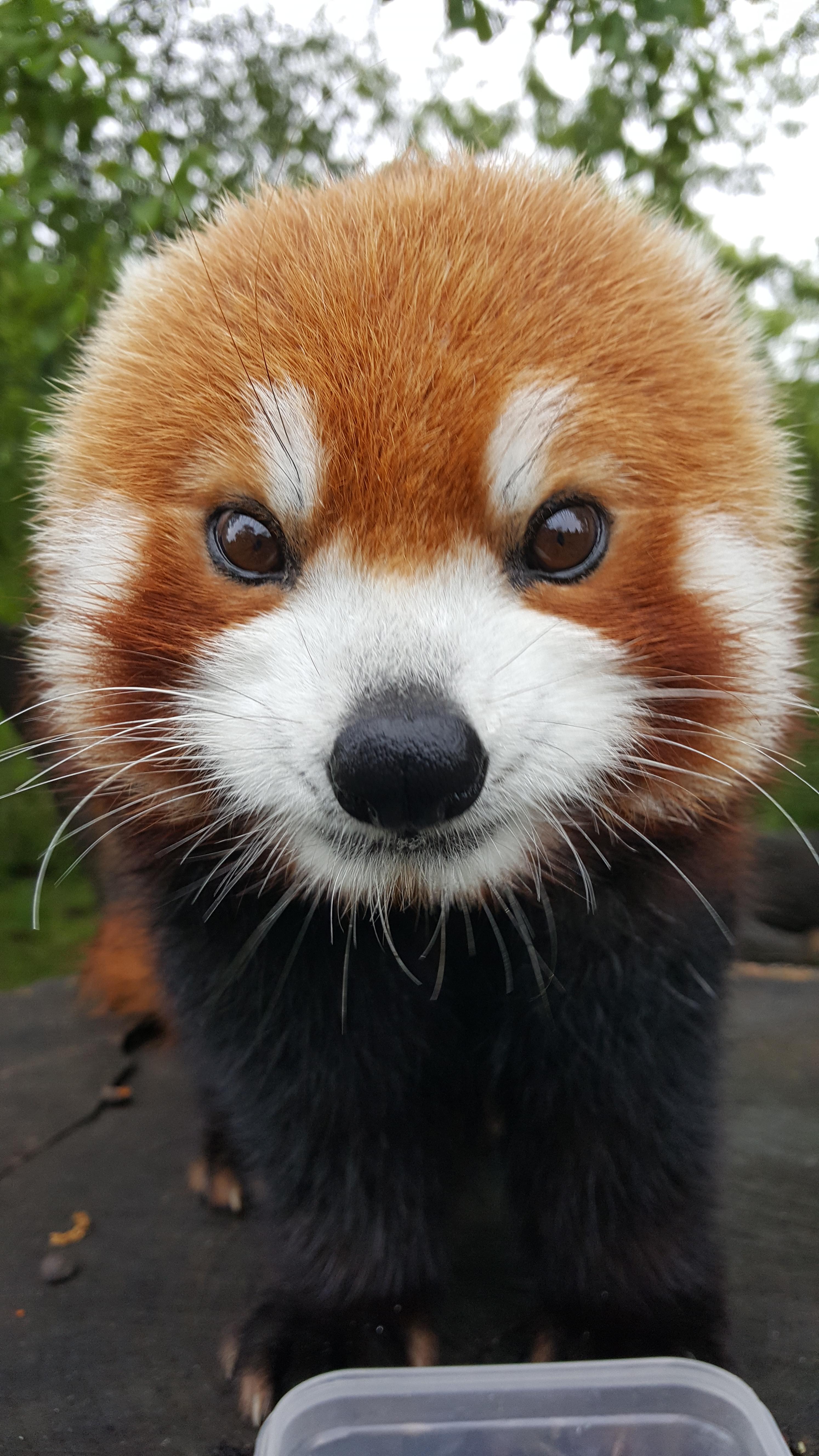 Meet Thomas the red panda. | Scrolller