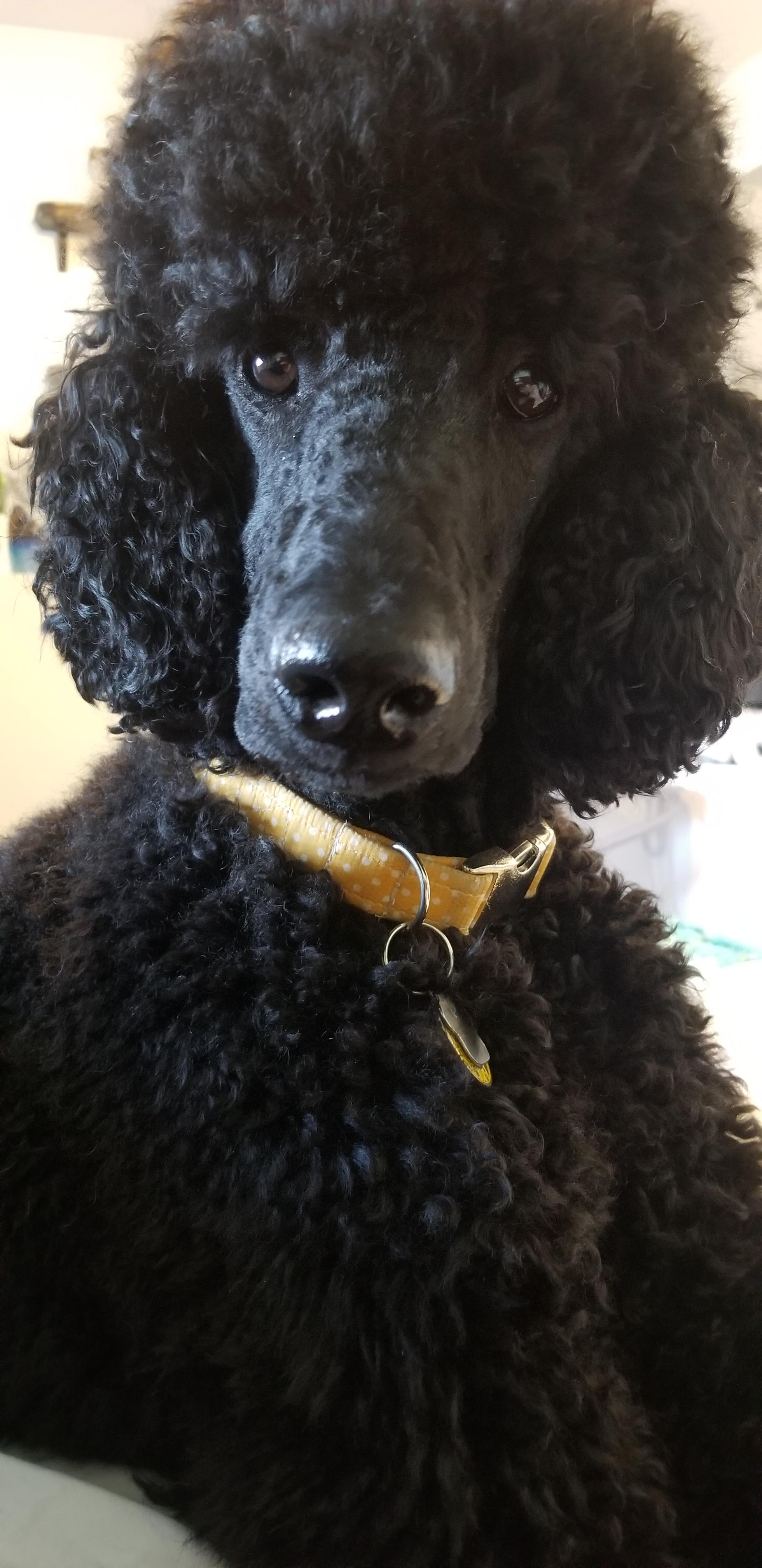 Meet Toby aka to my friends: Sir Toblerone | Scrolller